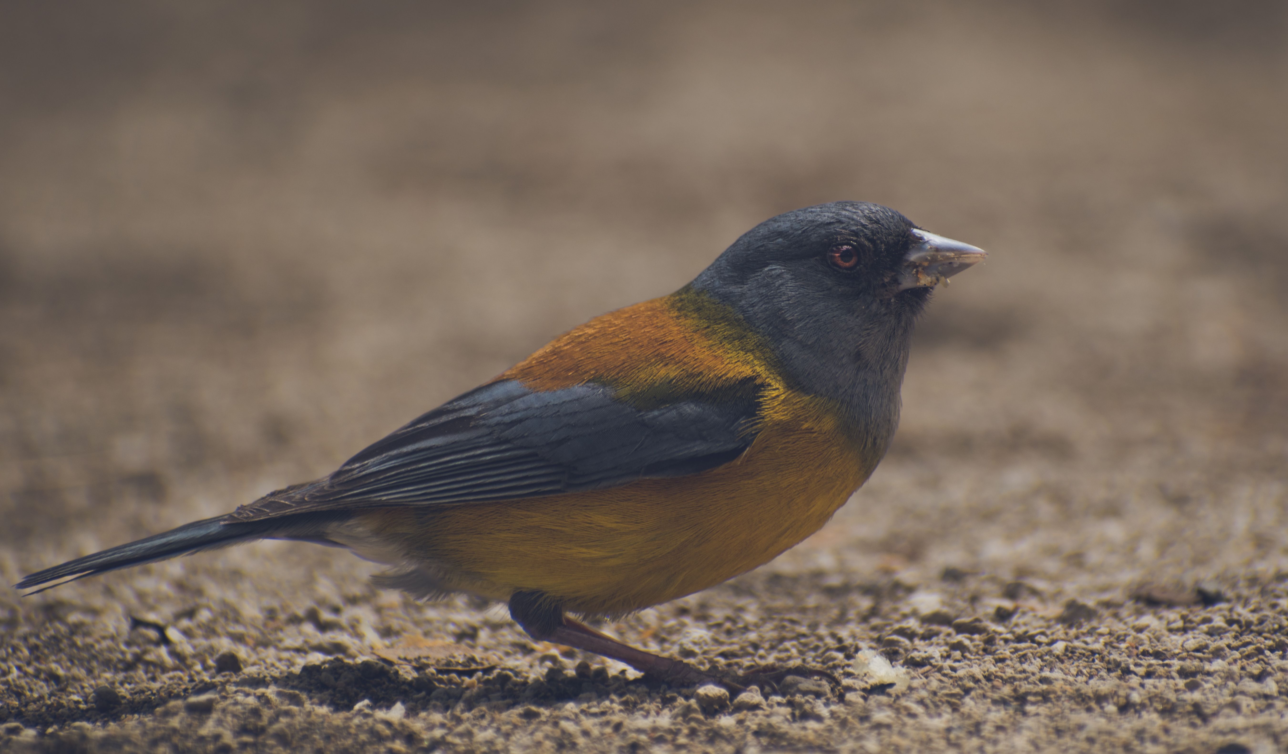 Colorful Finch Bird in Natural Habitat · Free Stock Photo