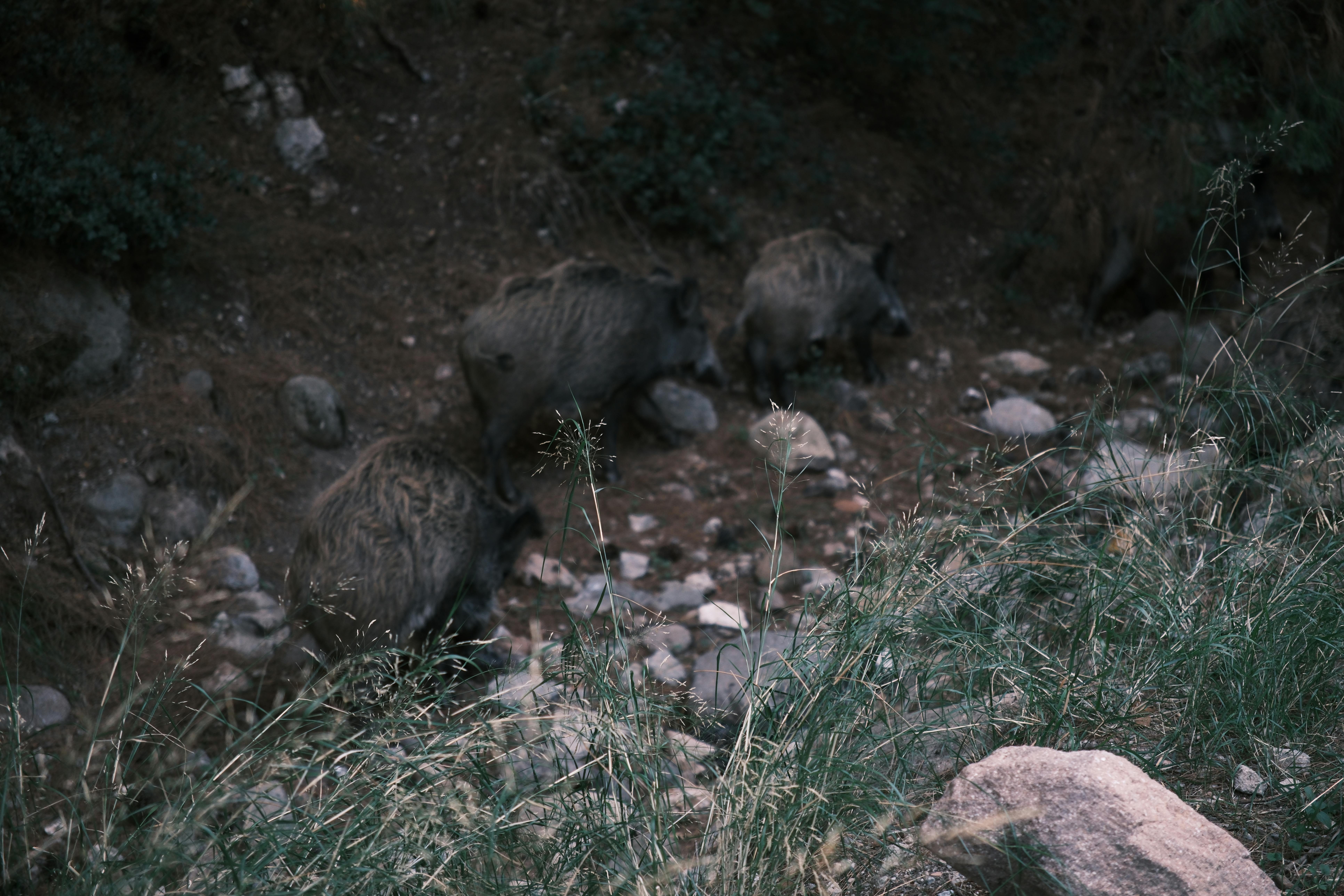 Brown Wild Boar on Dirt Ground at Daytime · Free Stock Photo
