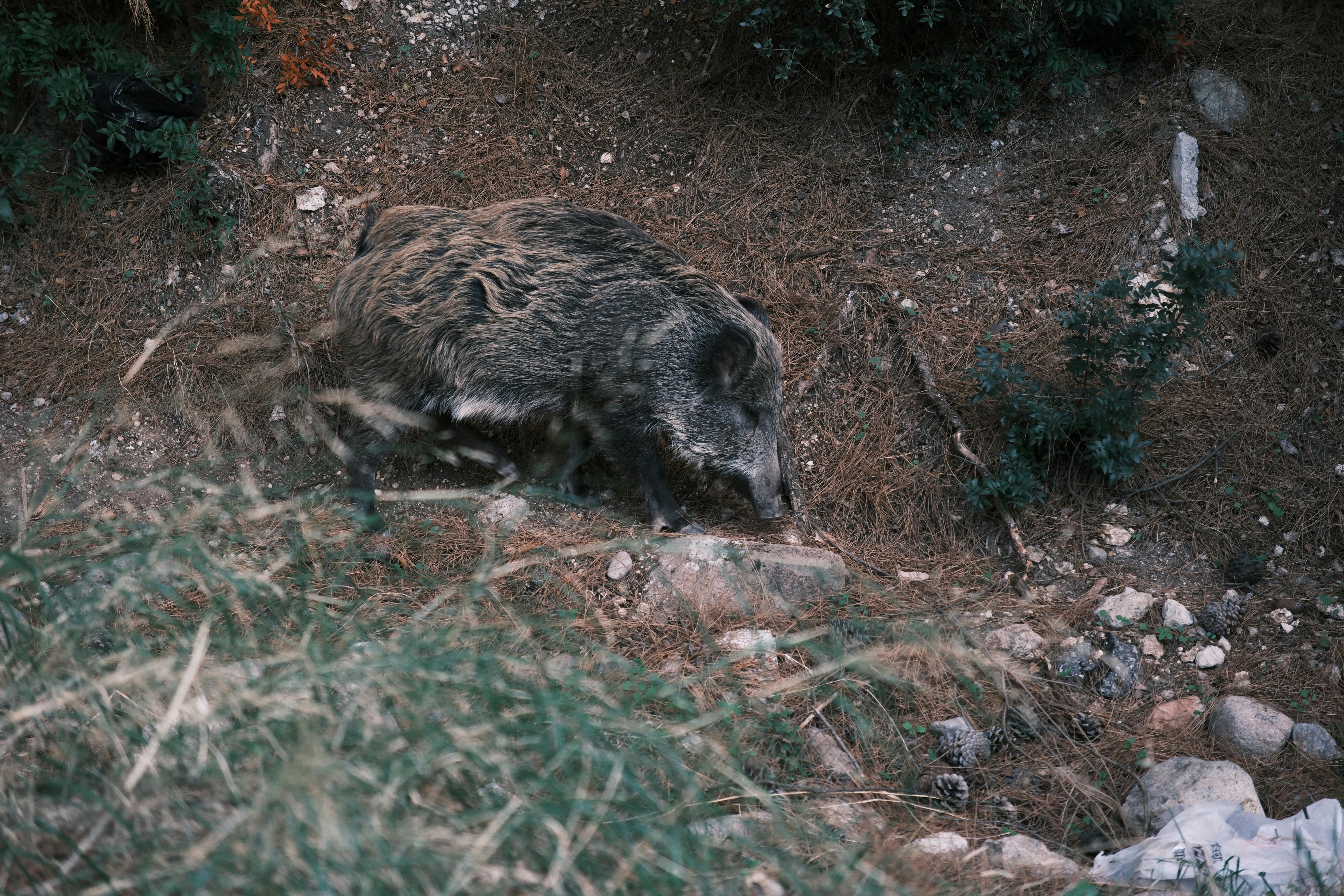 Brown Wild Boar on Dirt Ground at Daytime · Free Stock Photo