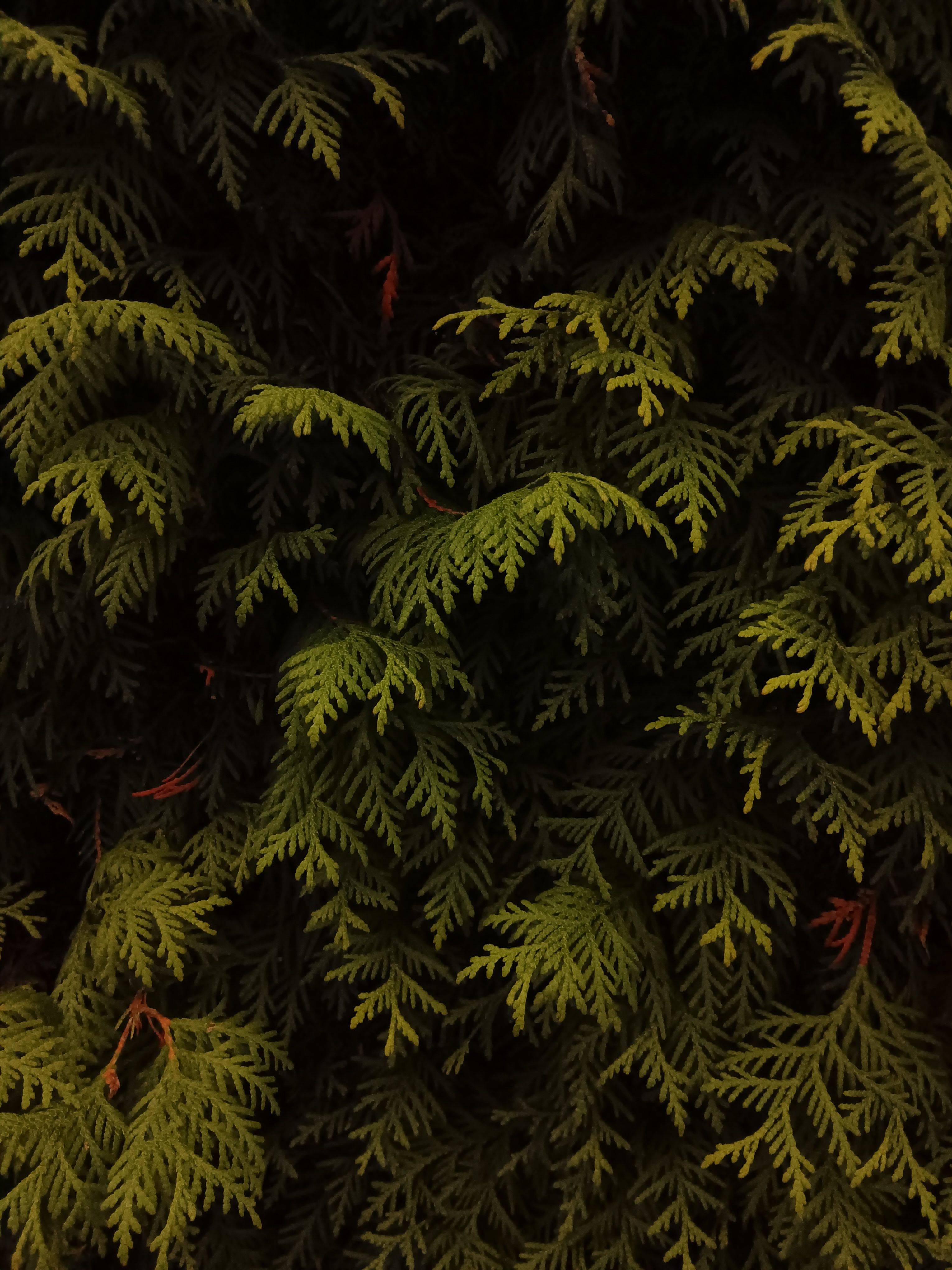 Close-up of Lush Green Evergreen Foliage · Free Stock Photo