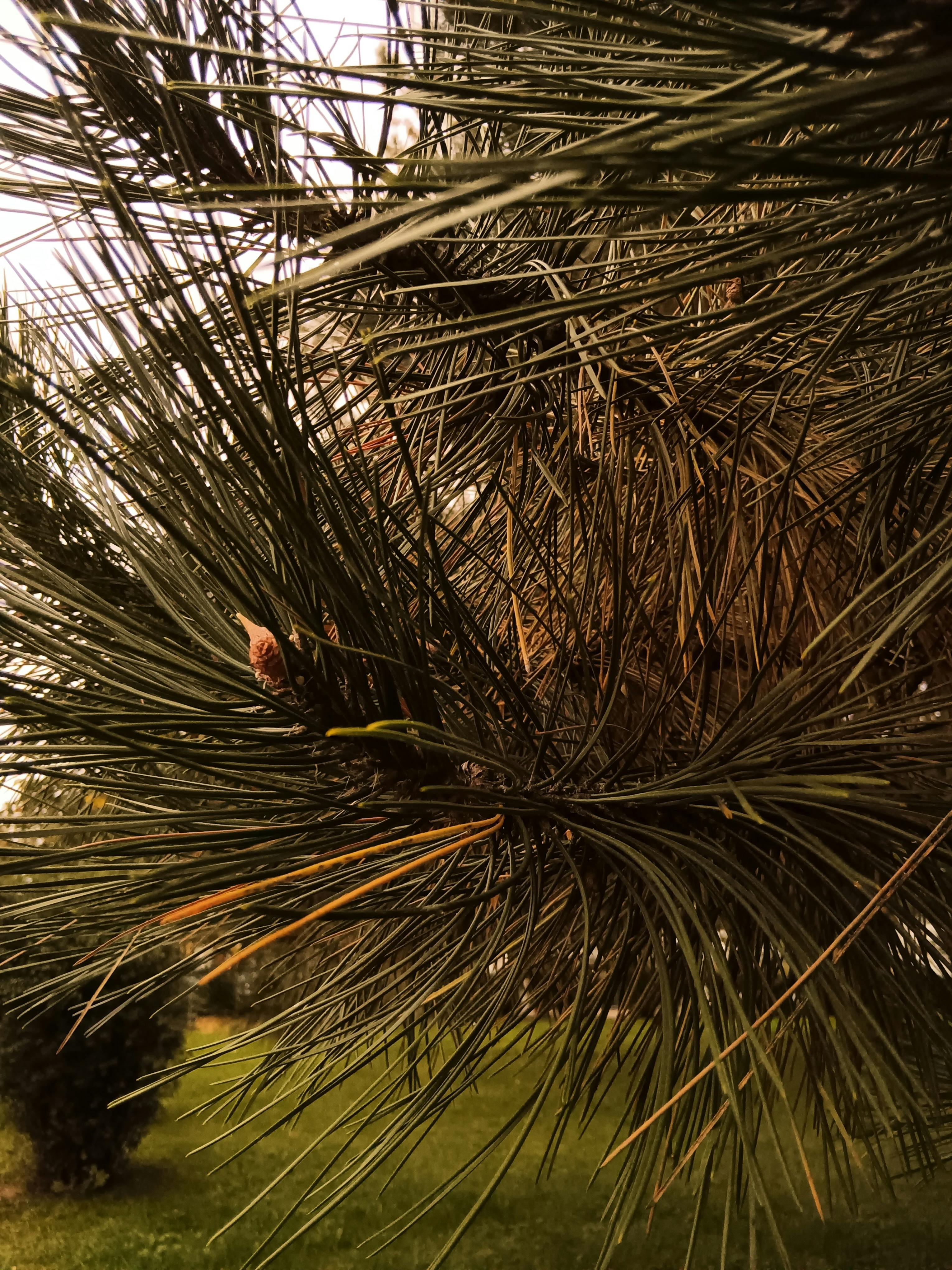 Pine Needle Bunch Photos, Download The BEST Free Pine Needle Bunch ...
