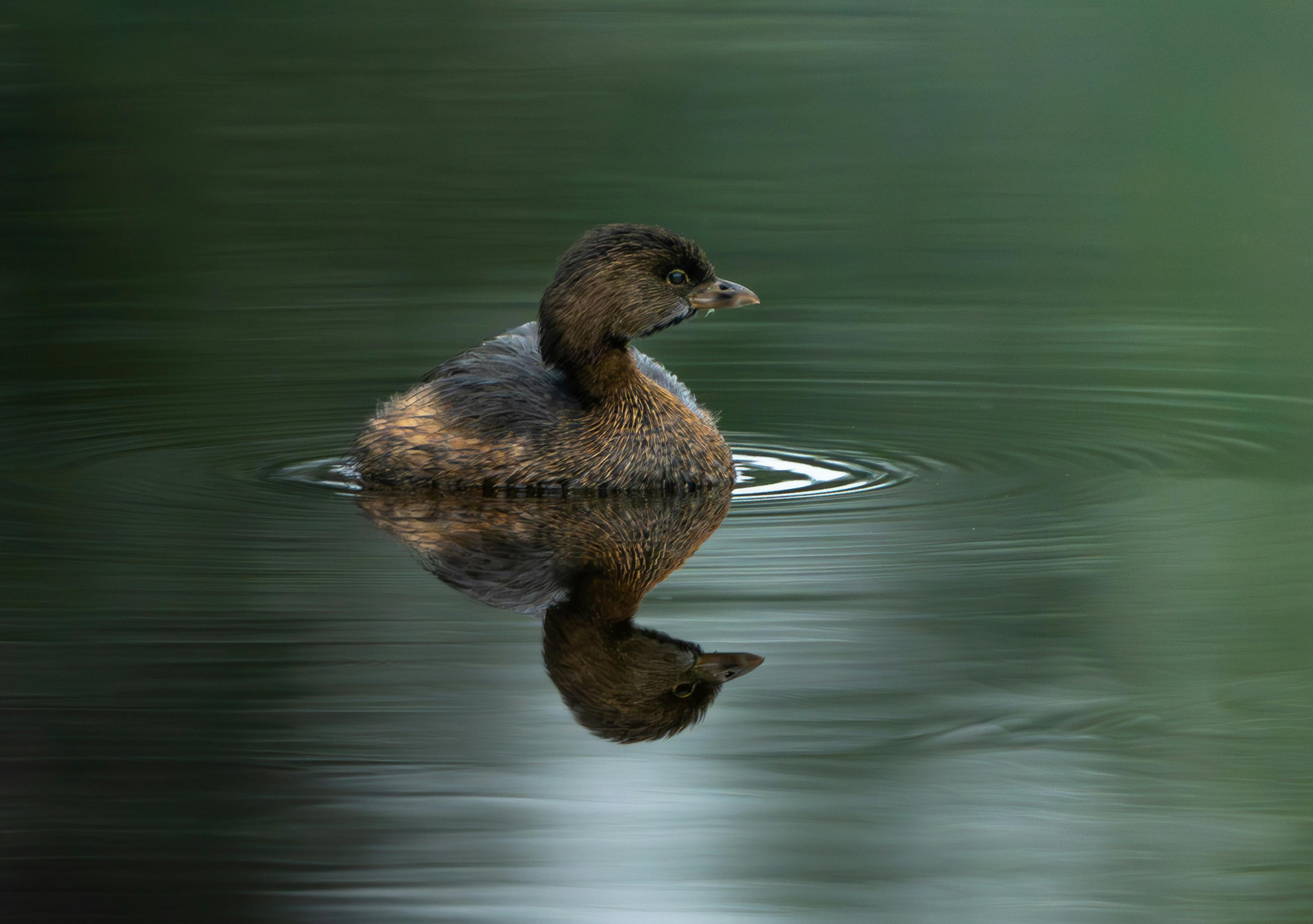Serene Water Bird Reflection in Tranquil Lake · Free Stock Photo