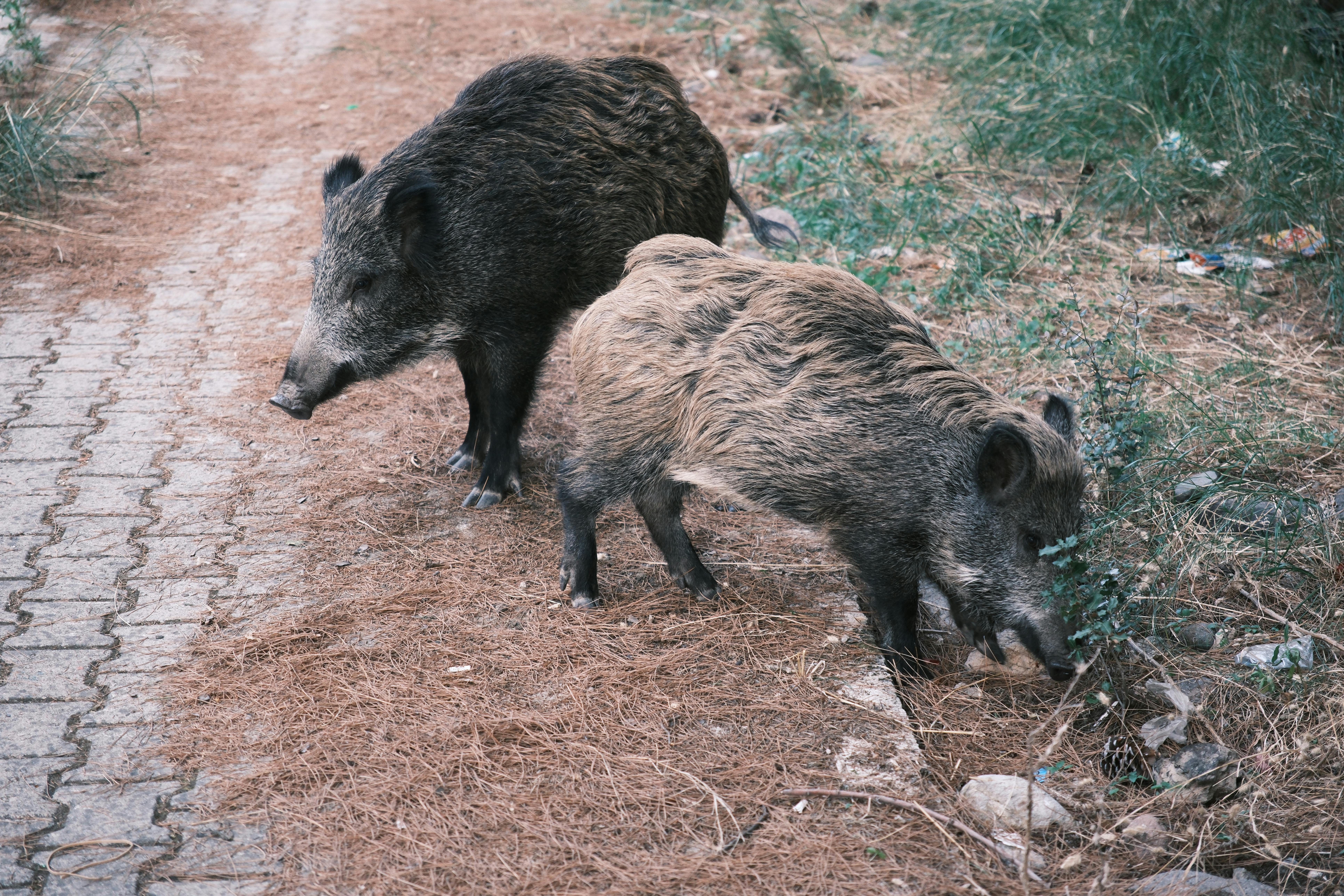 Feral Pig Australia Photos, Download The BEST Free Feral Pig Australia ...