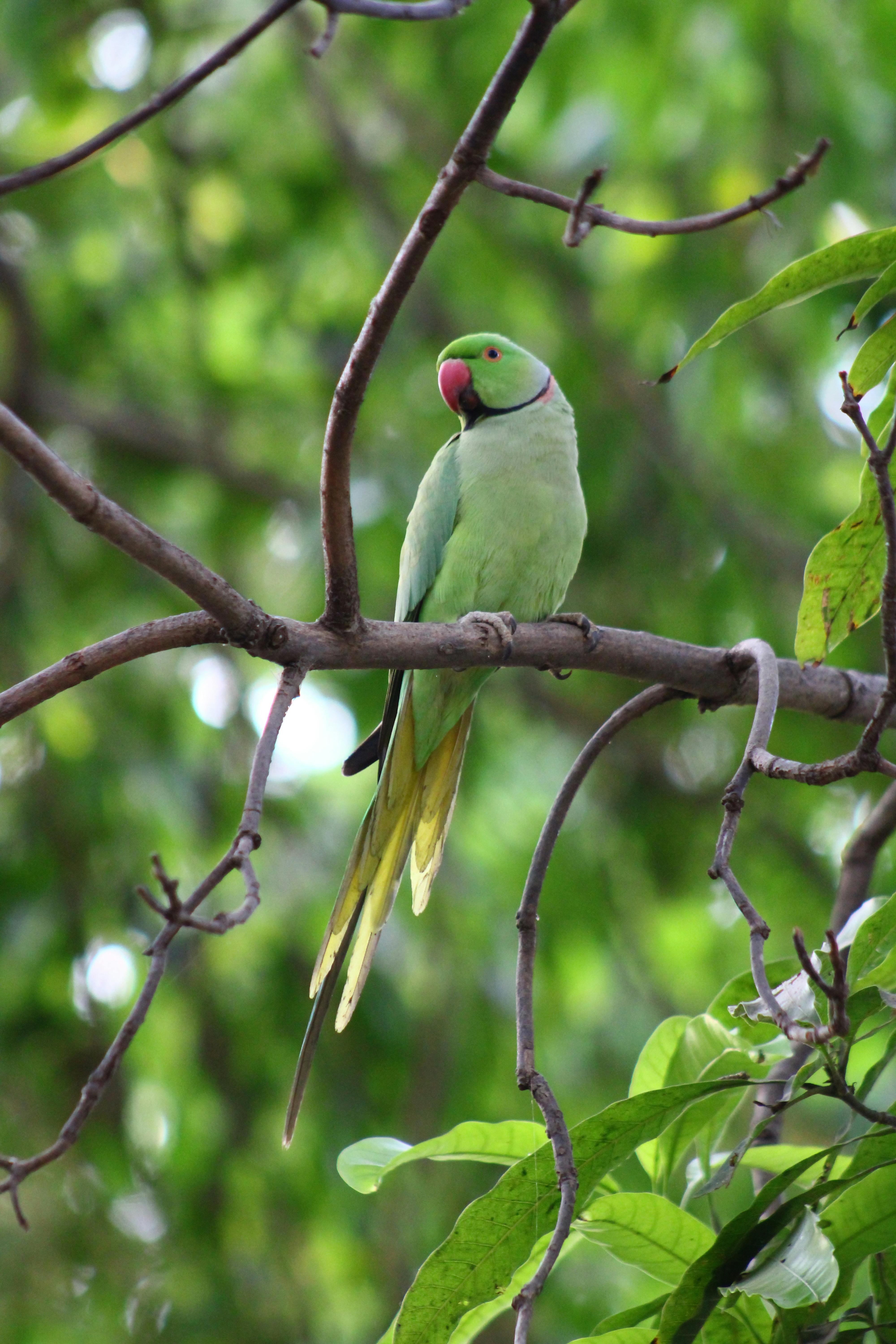 Green Parakeet on a Tree Branch in Lush Forest · Free Stock Photo