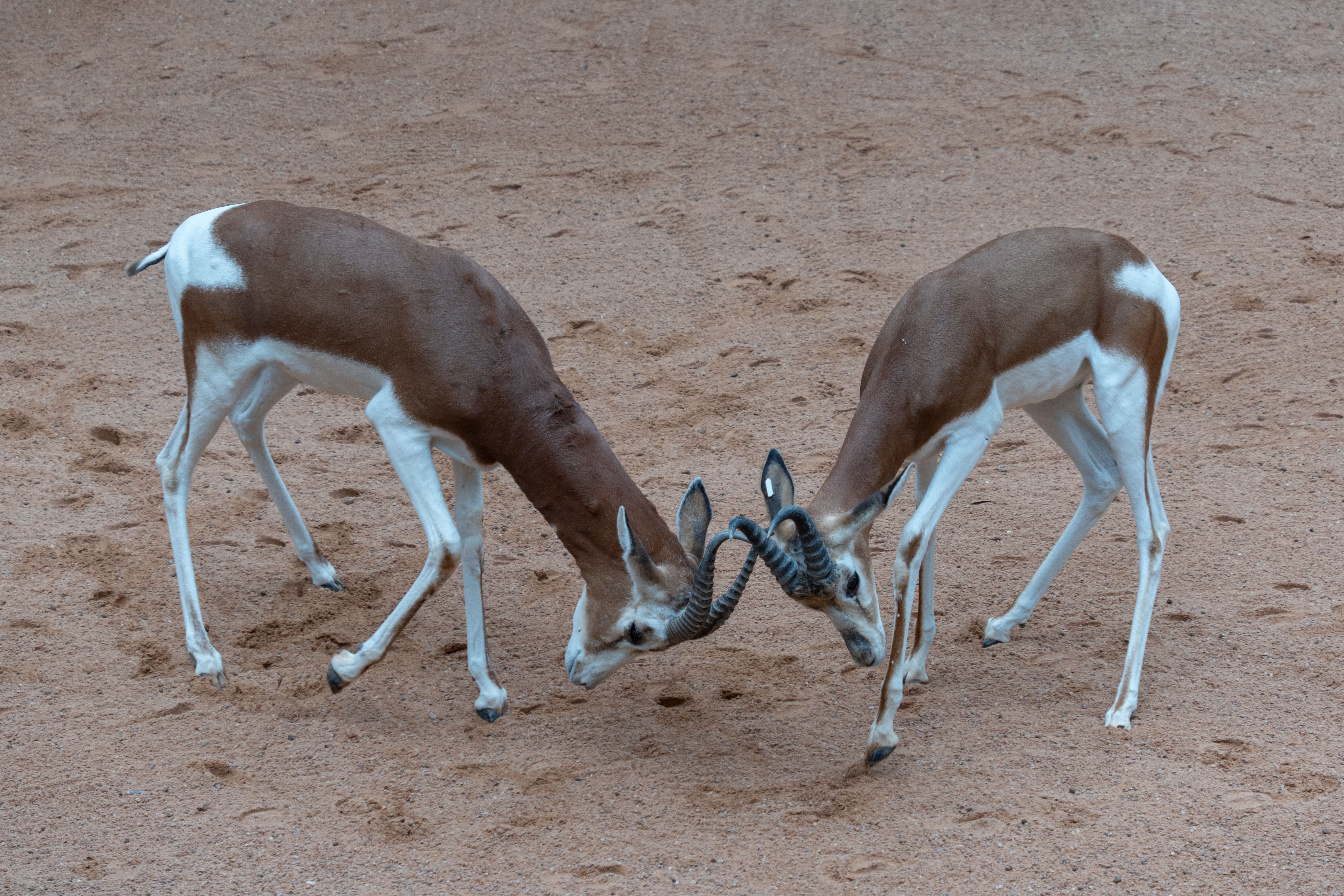 Two Gazelles Engaged in Playful Duel on Sand · Free Stock Photo