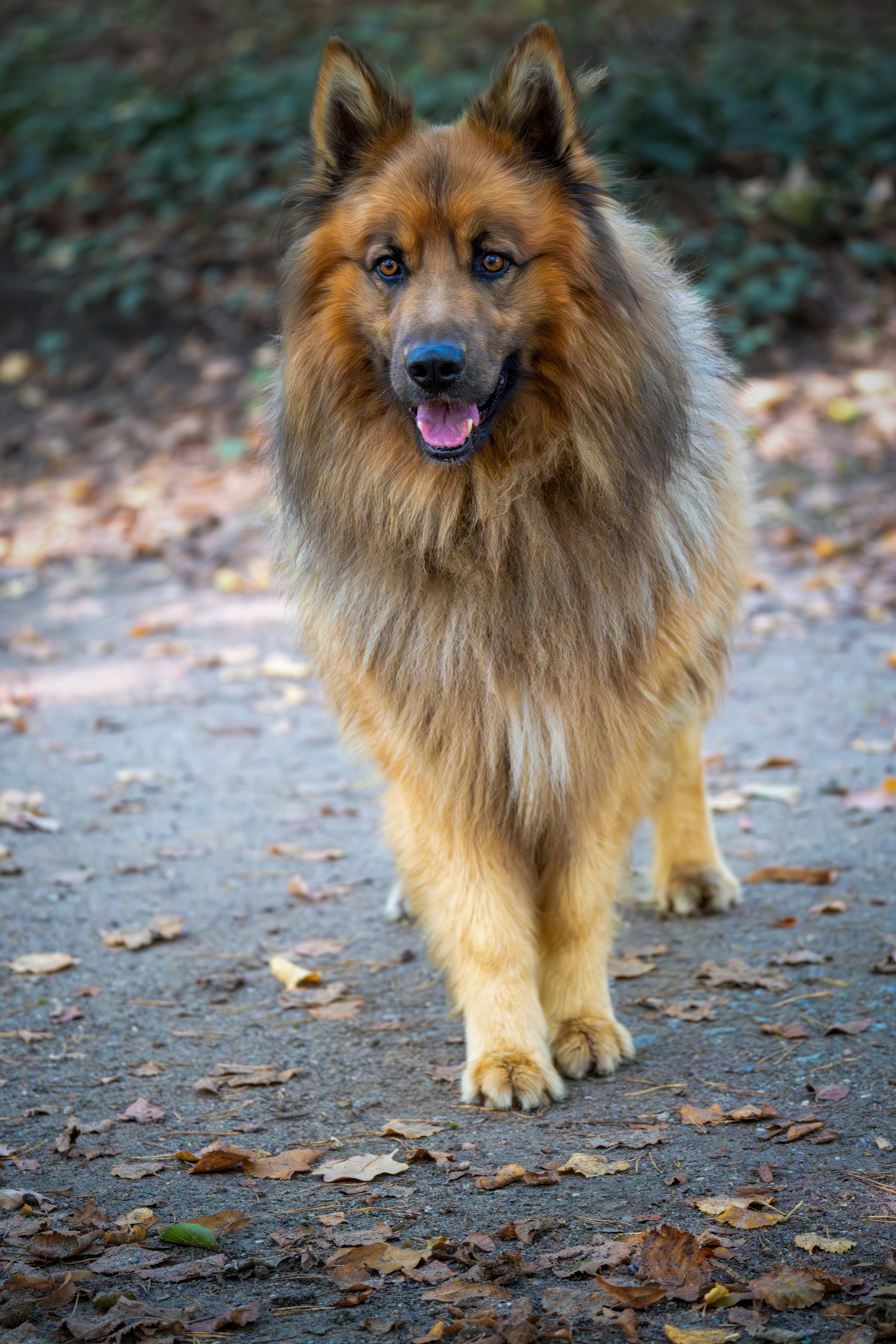 Majestic Harzer Fuchs in Autumn Nature · Free Stock Photo