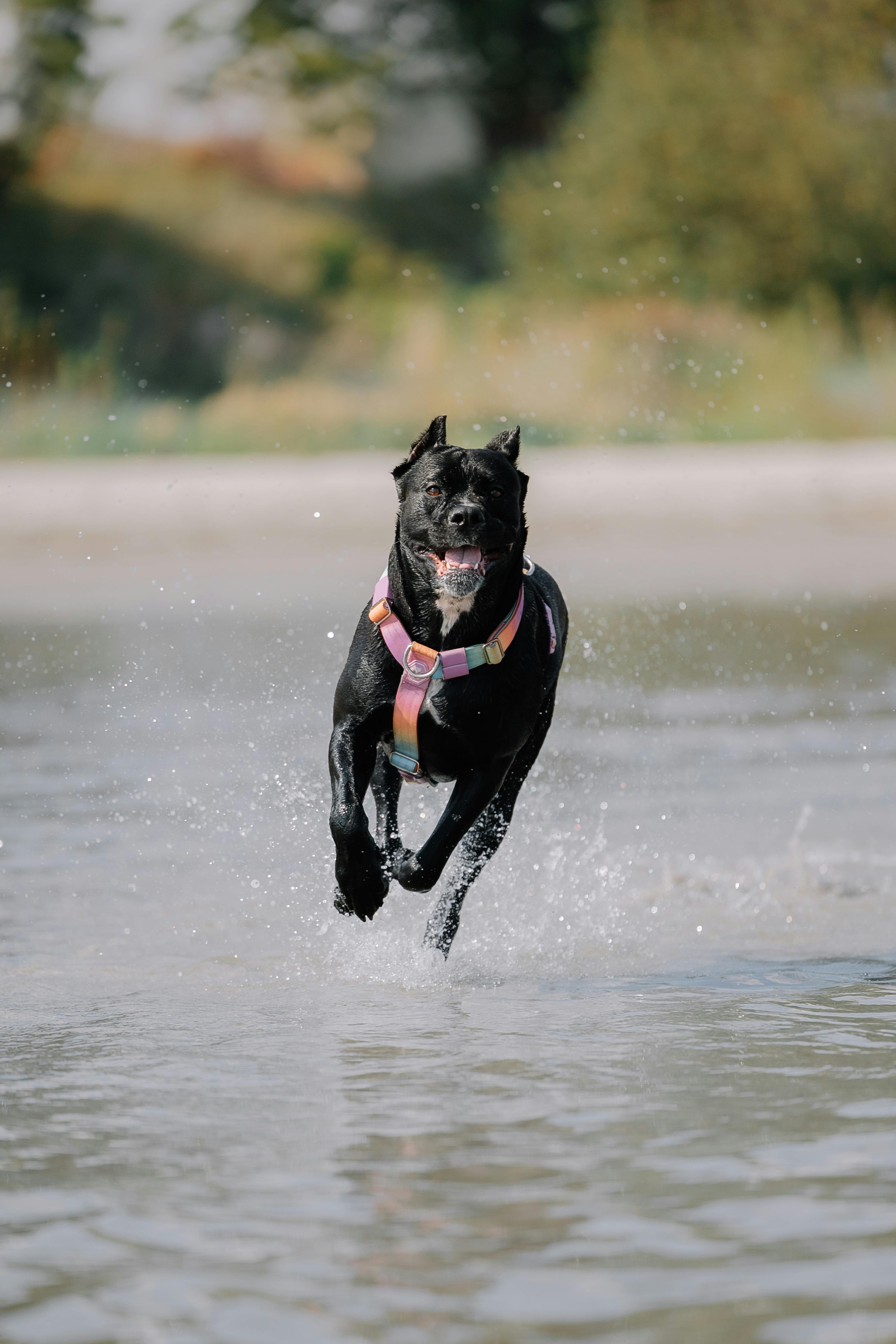 Black Cane Corso joyfully running in water · Free Stock Photo