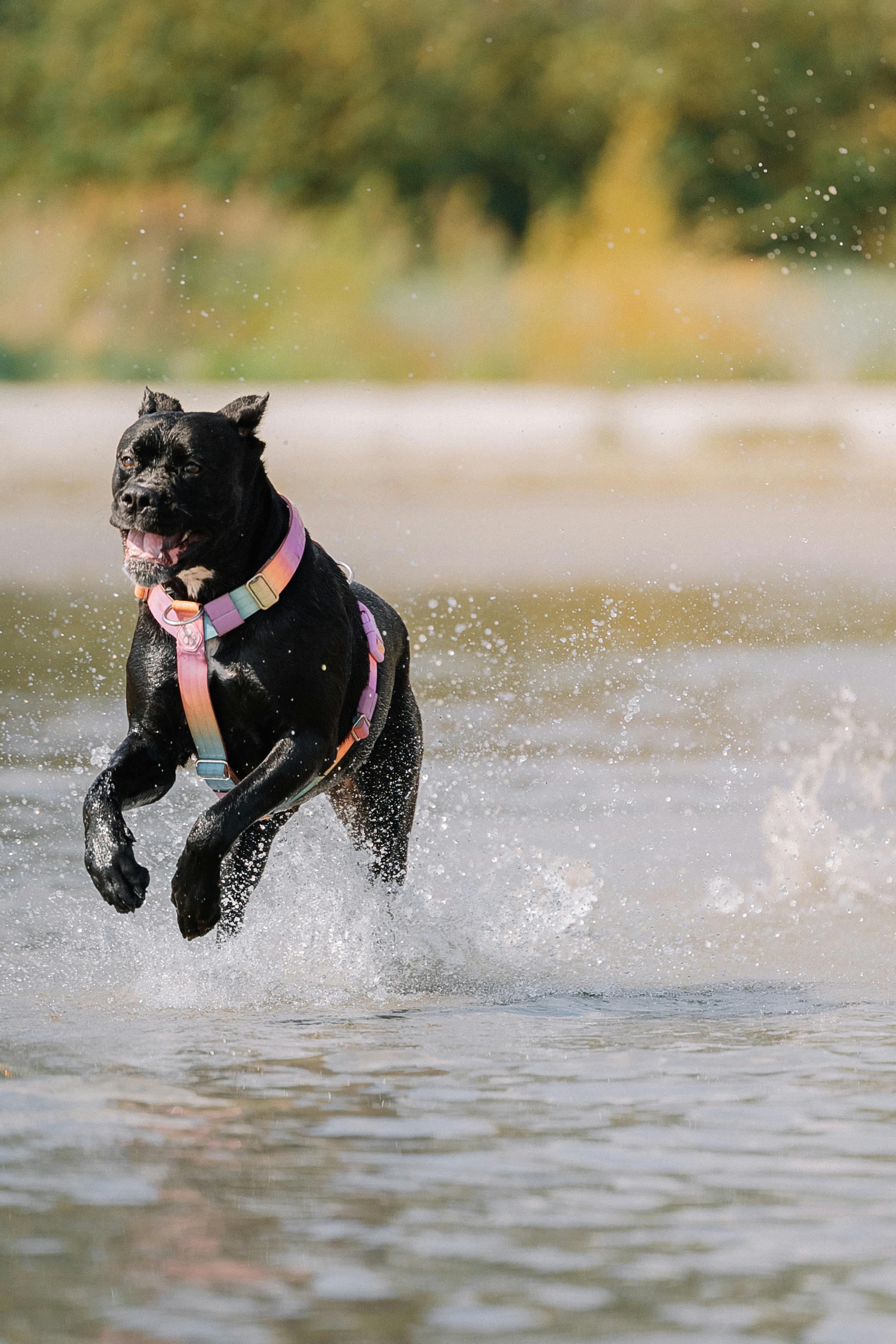 Cane Corso Enjoying a Refreshing Splash Outdoors · Free Stock Photo