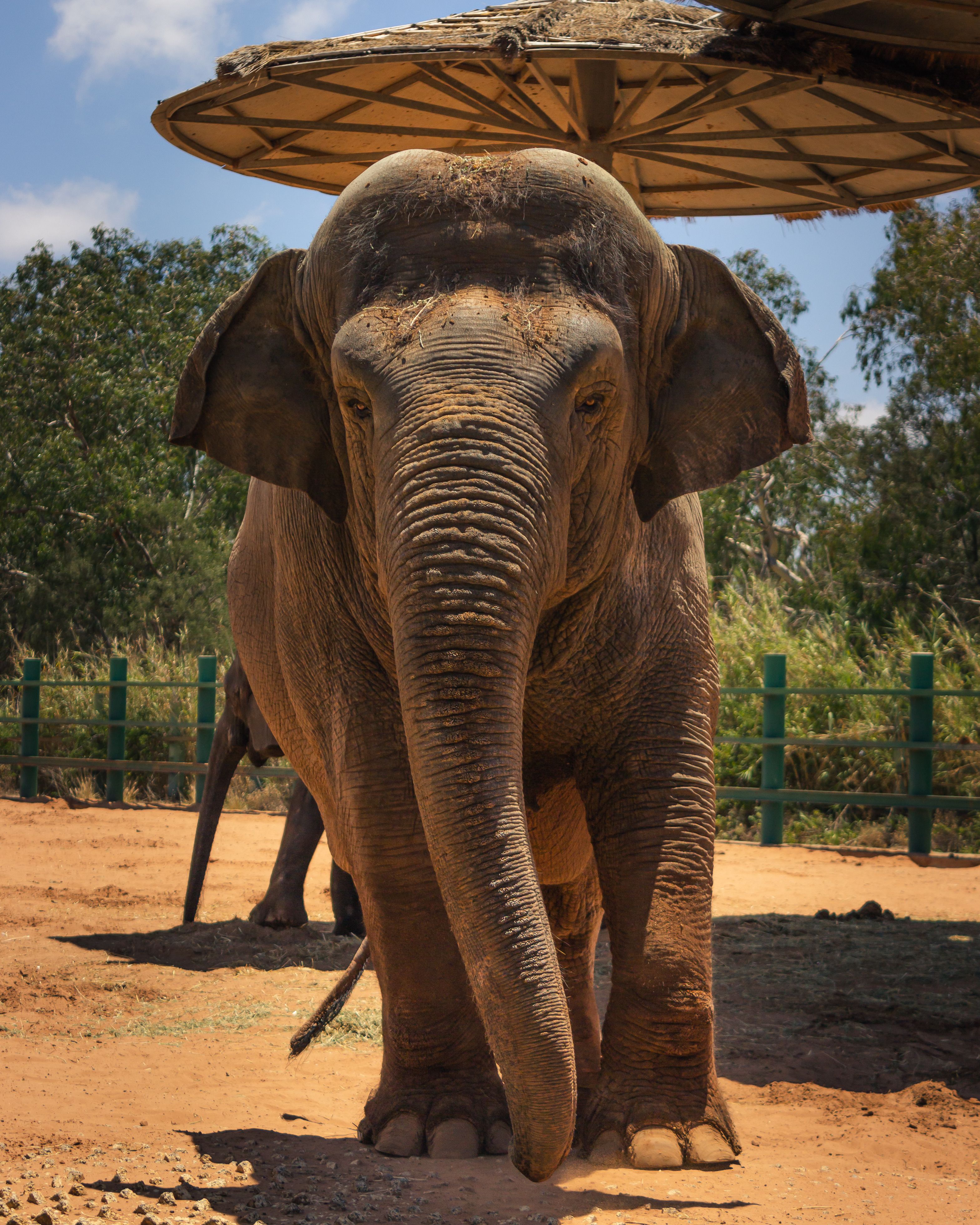 Majestic Asian Elephant in Sunny Outdoor Enclosure · Free Stock Photo