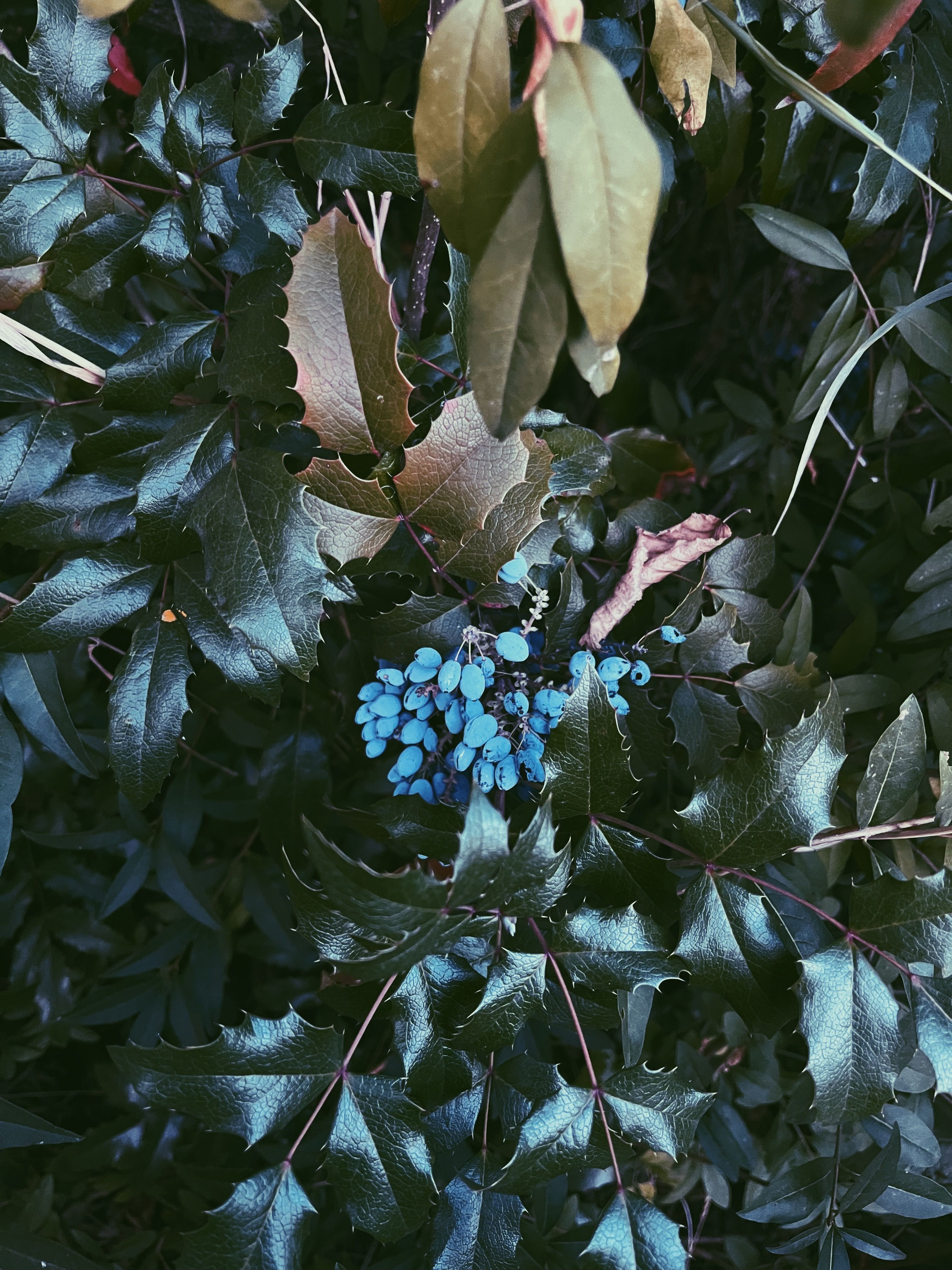 Vibrant Blue Berries in Lush Green Foliage · Free Stock Photo