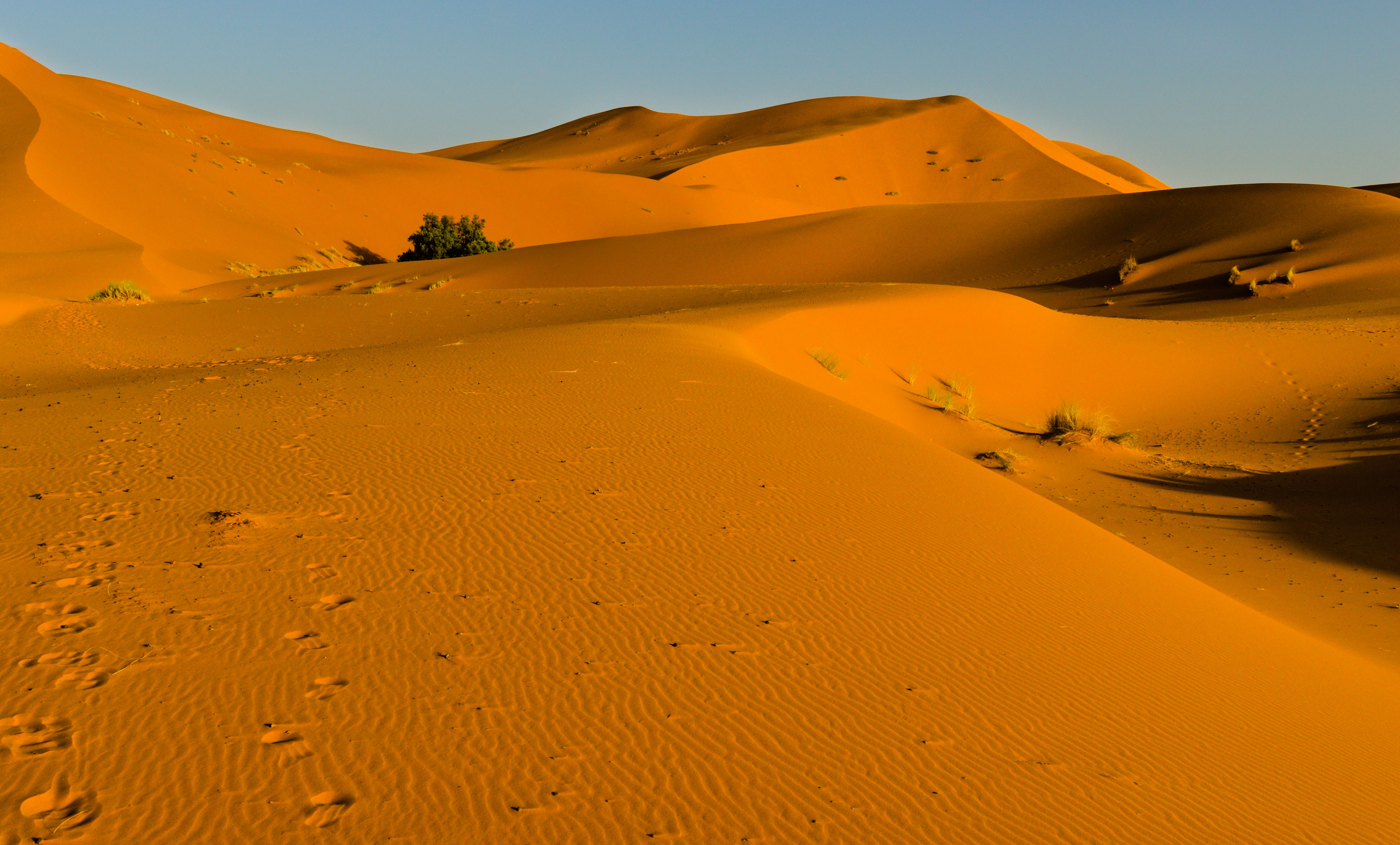 Golden Sahara Desert Dunes at Sunset · Free Stock Photo