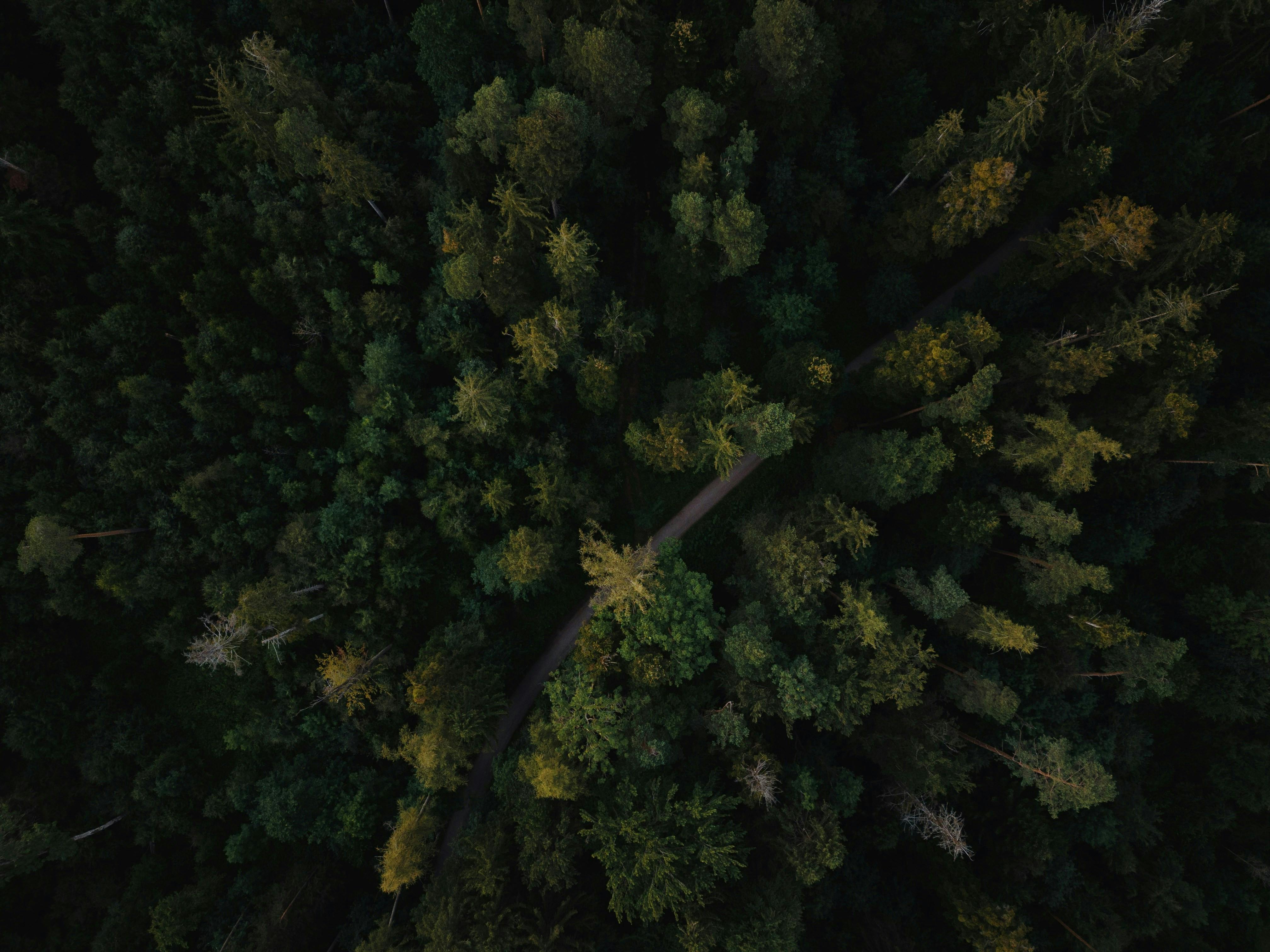 High Angle View of Green Trees · Free Stock Photo