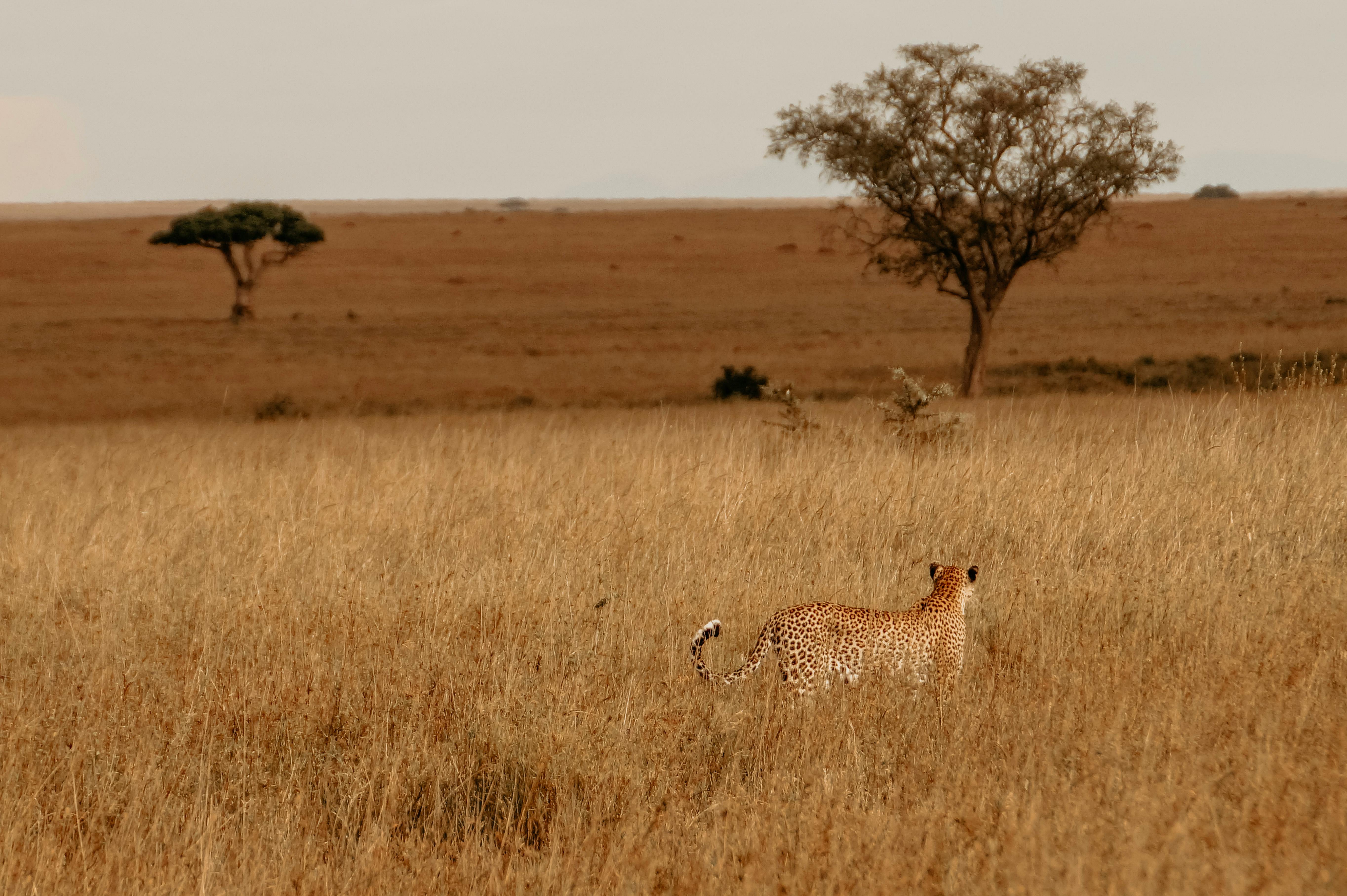 Cheetah in Serene African Grassland Landscape · Free Stock Photo