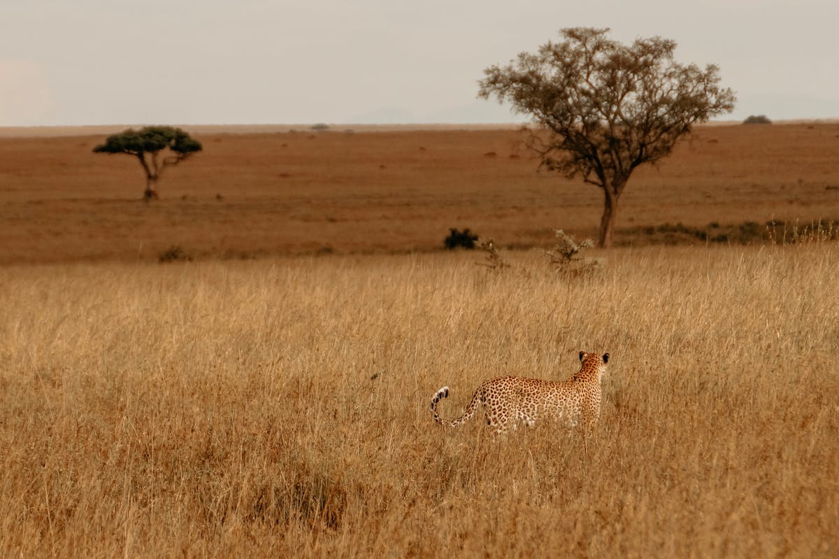 African Savanna Photos, Download The BEST Free African Savanna Stock ...