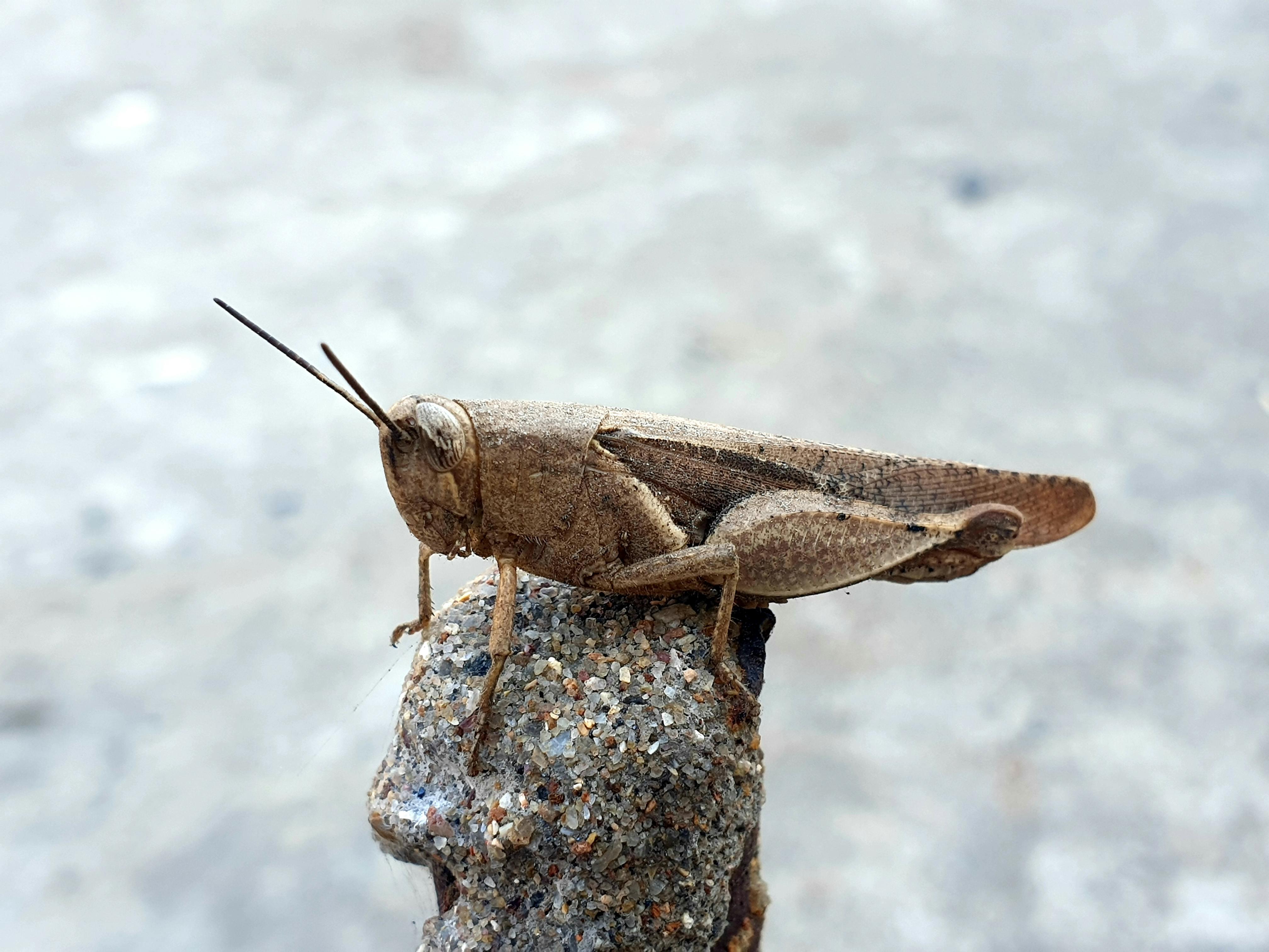 Close-up of a Brown Locust on a Stone Surface · Free Stock Photo