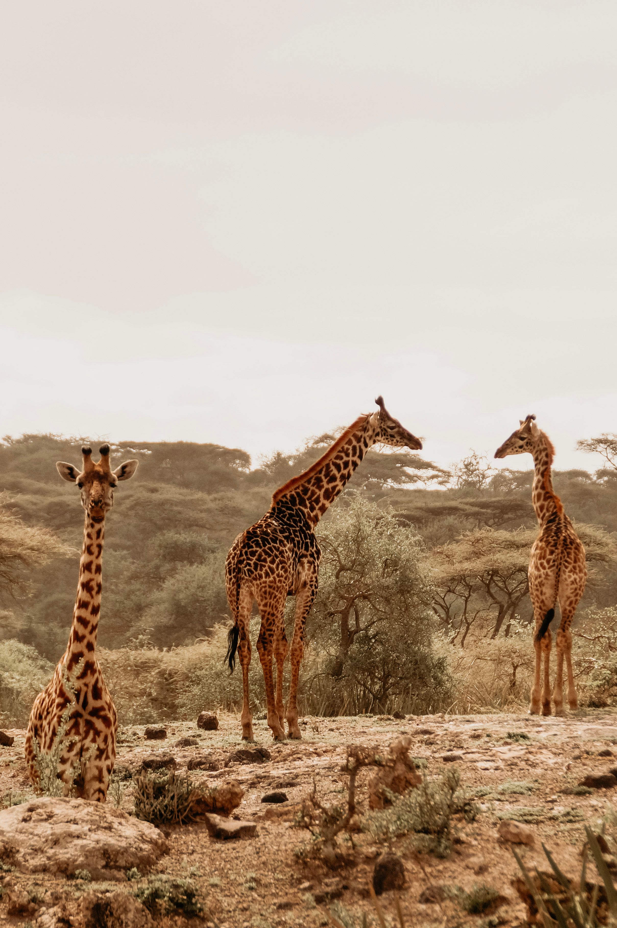 African Savanna Landscape Pictures