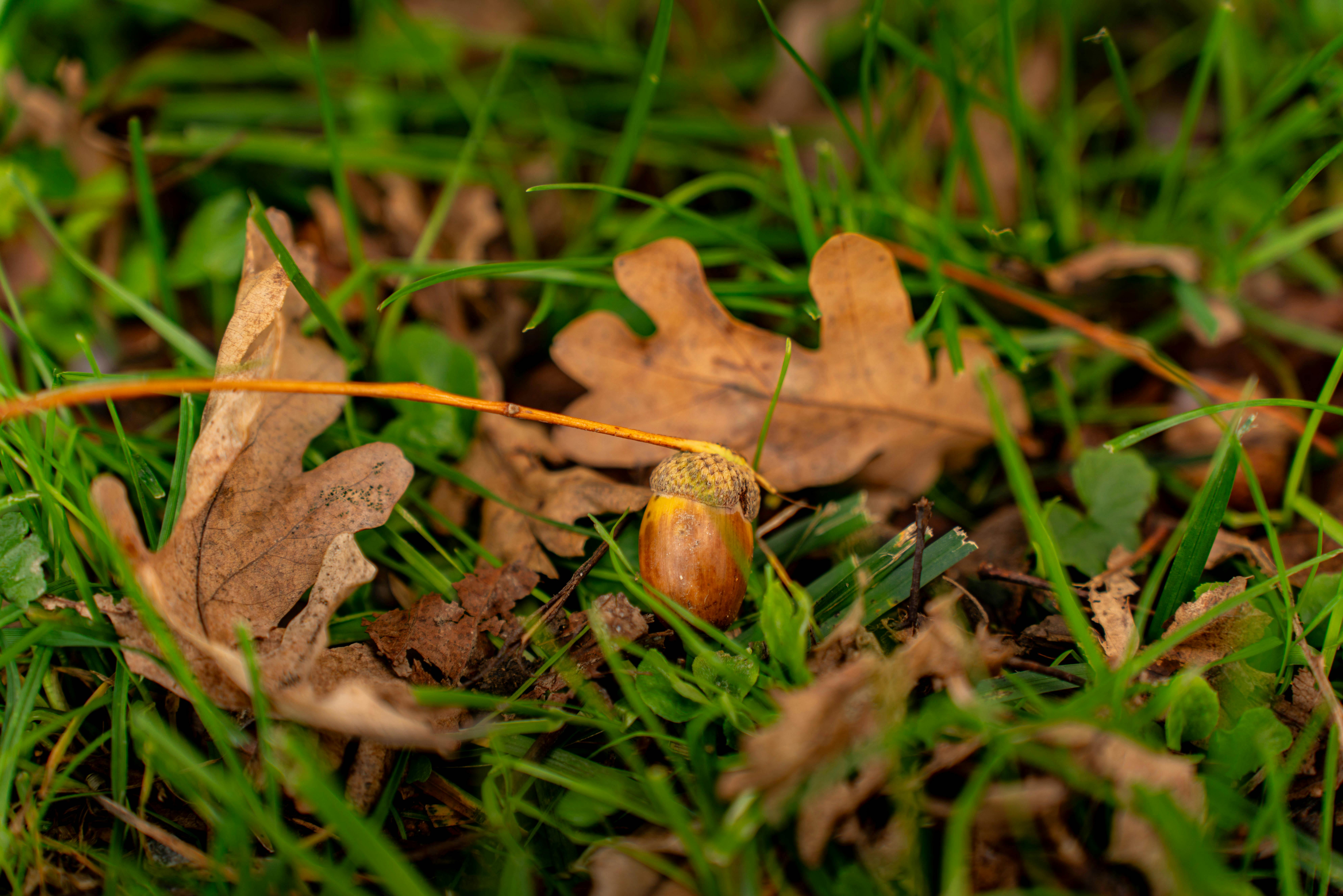 Green Acorn · Free Stock Photo
