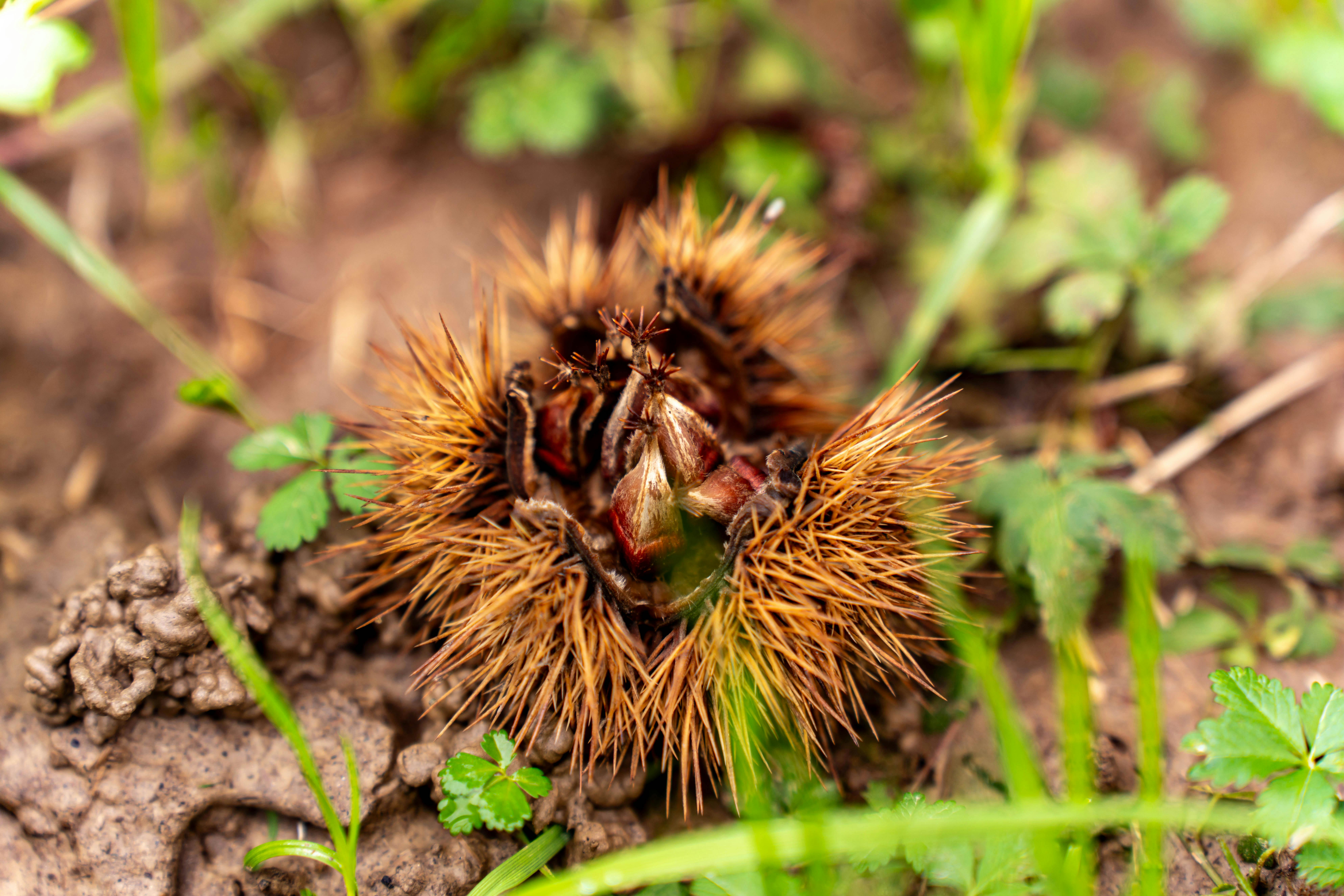 Close-Up of Spiky Chestnut Bur in Nature · Free Stock Photo