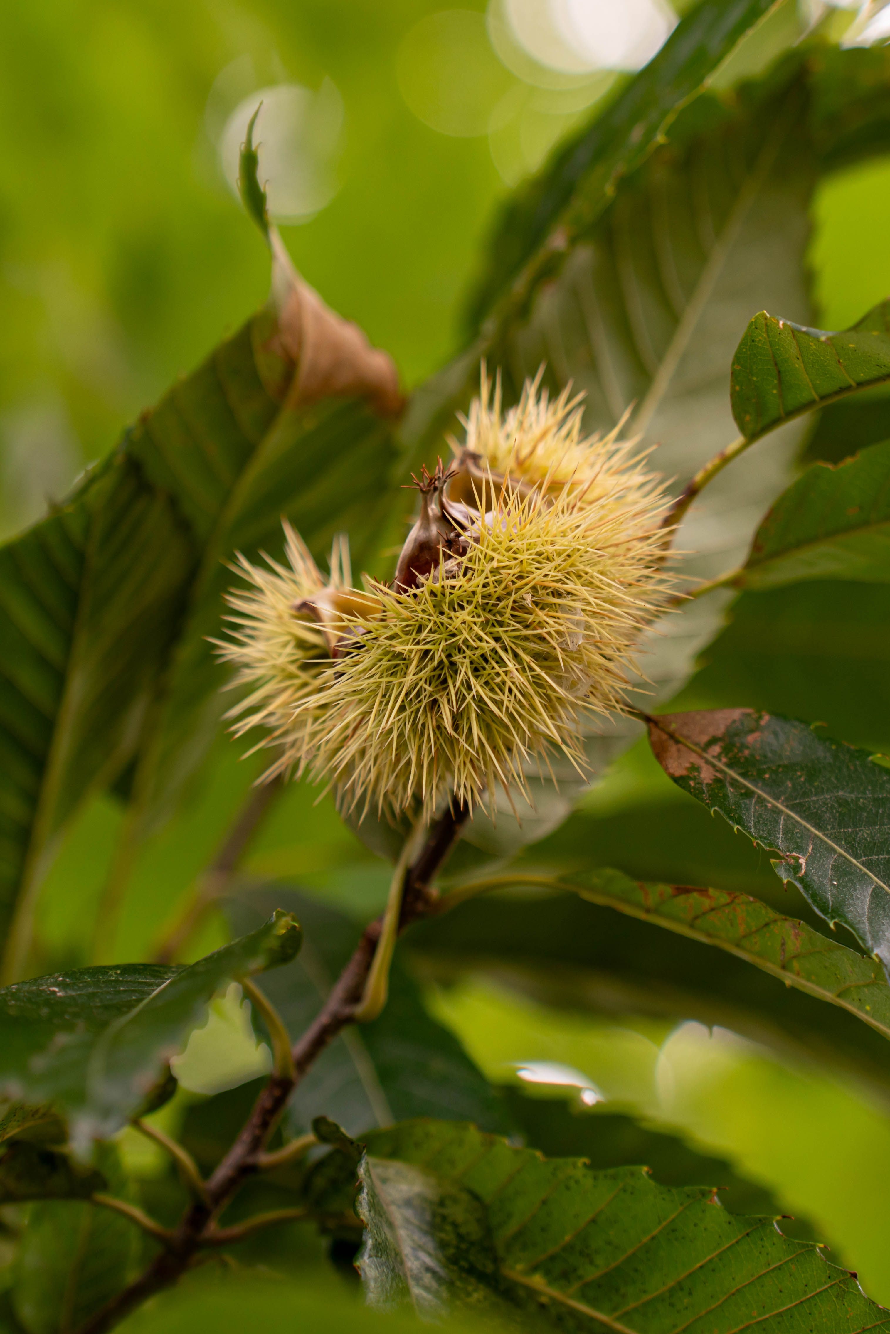 Close-up of Chestnut Bur with Leaves in Autumn · Free Stock Photo