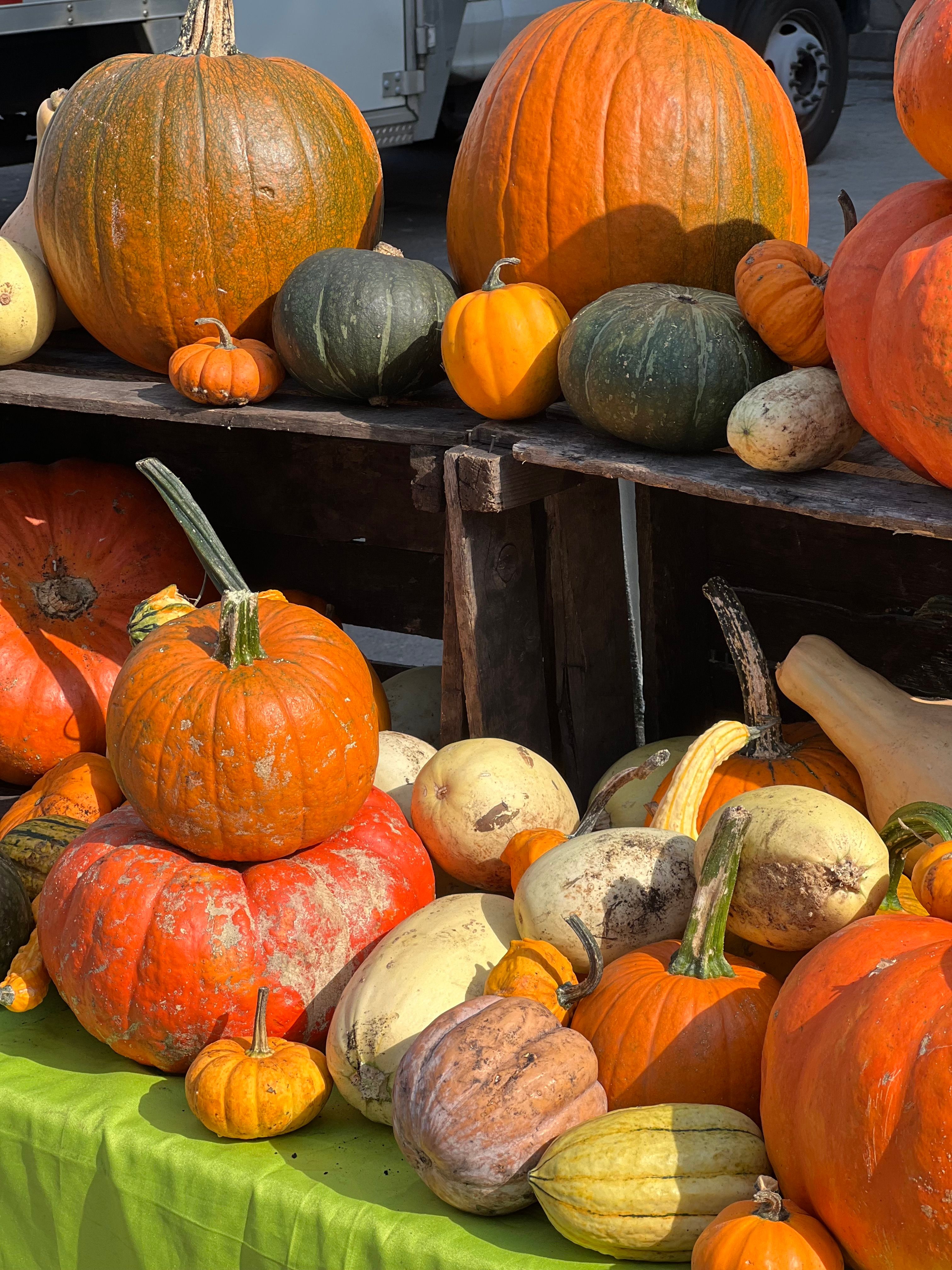 Colorful Harvest Display of Pumpkins and Gourds · Free Stock Photo