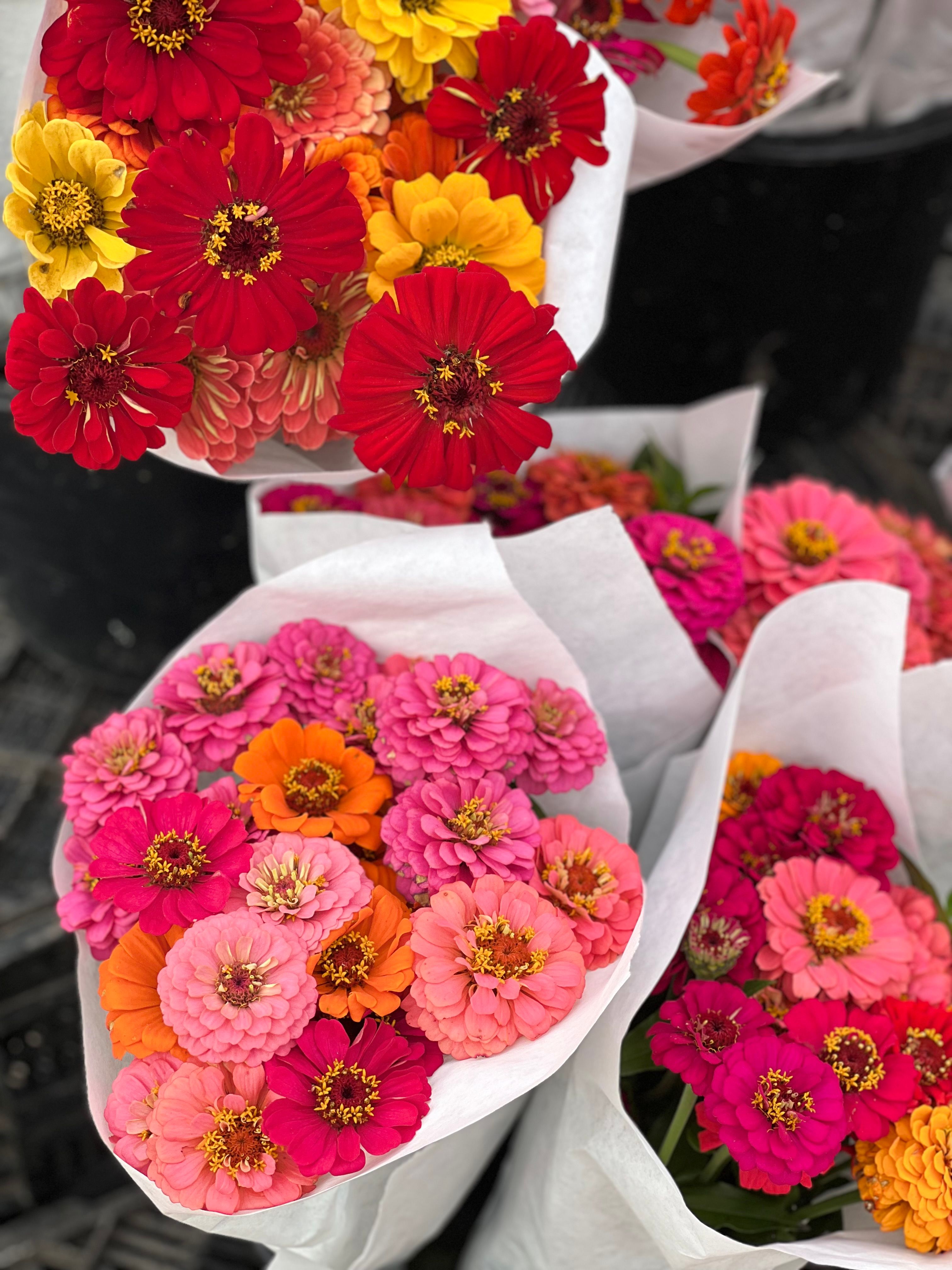 Pink Green Blue Multi Petaled Flowers · Free Stock Photo