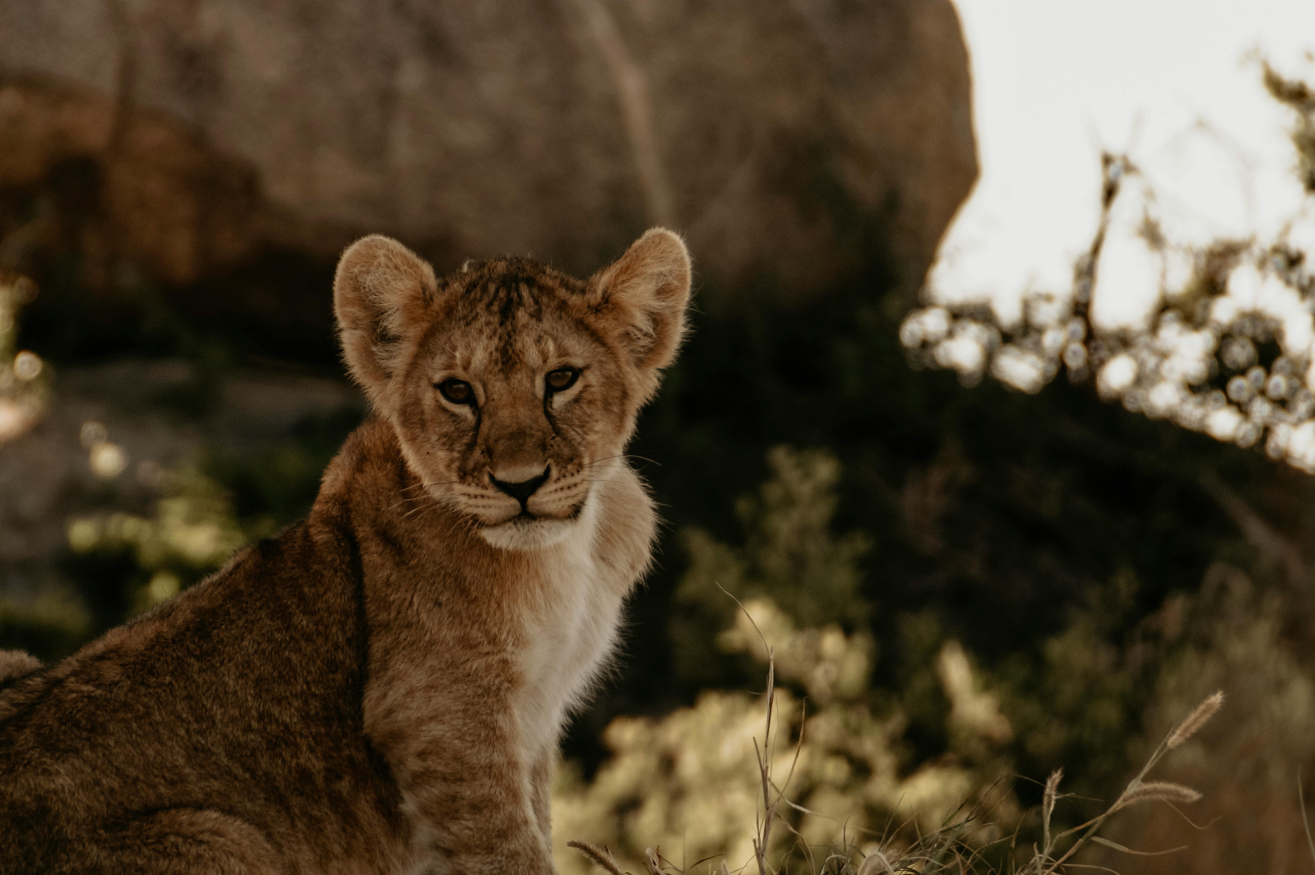 Young Lion in Natural Habitat · Free Stock Photo