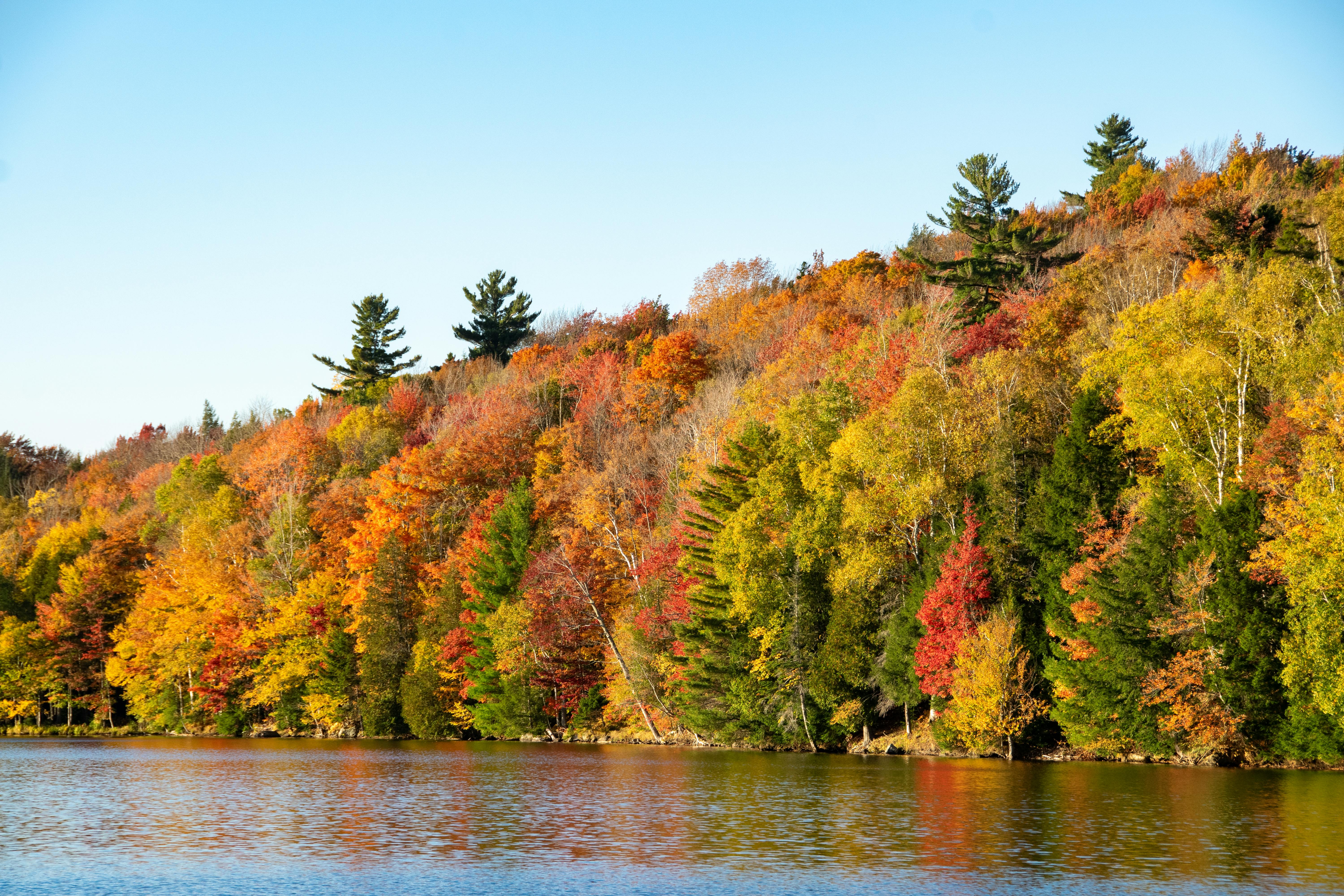 Vibrant Fall Foliage Along Tranquil Lake · Free Stock Photo