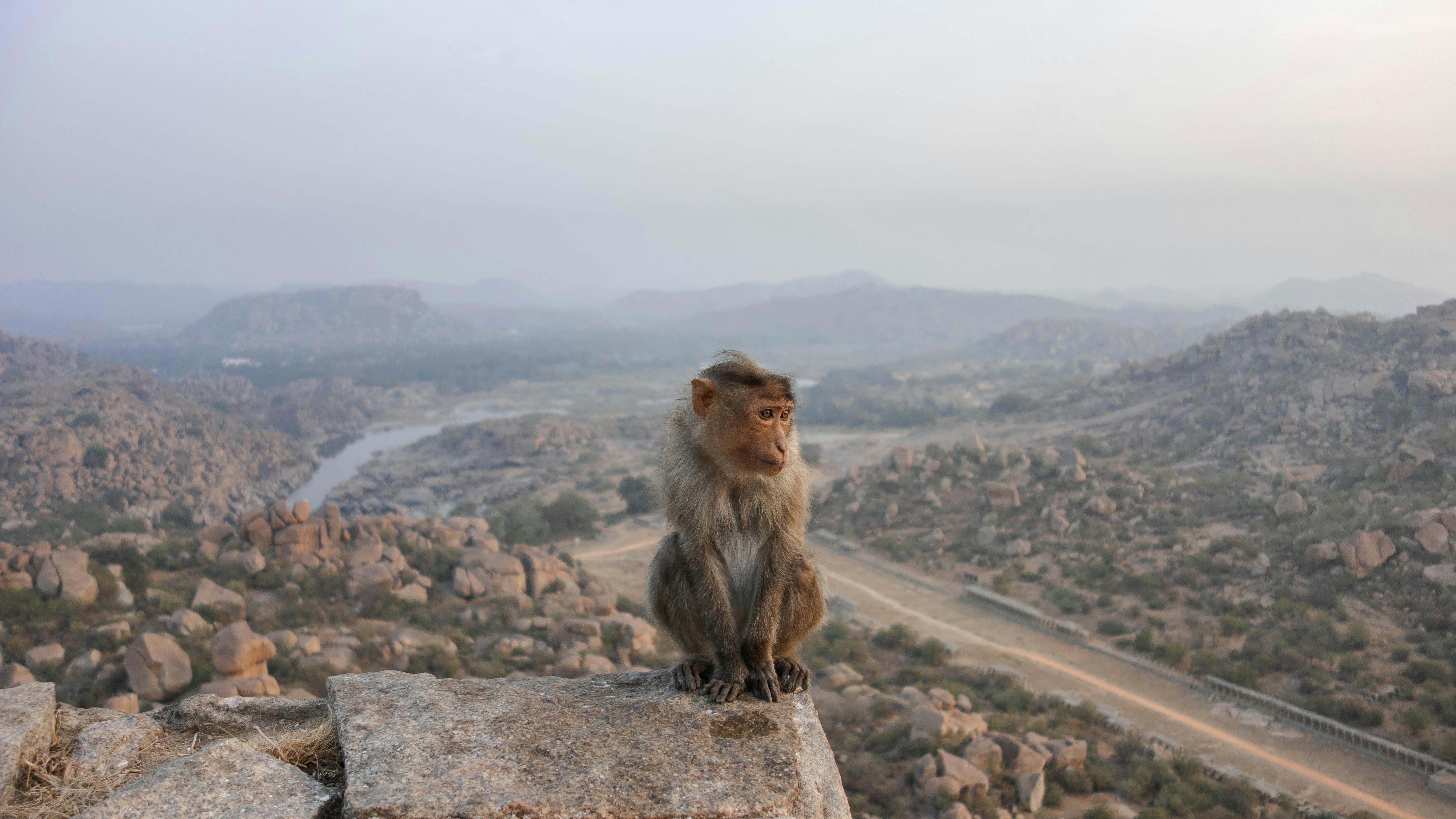 Macaque Monkey Overlooking Rocky Landscape · Free Stock Photo