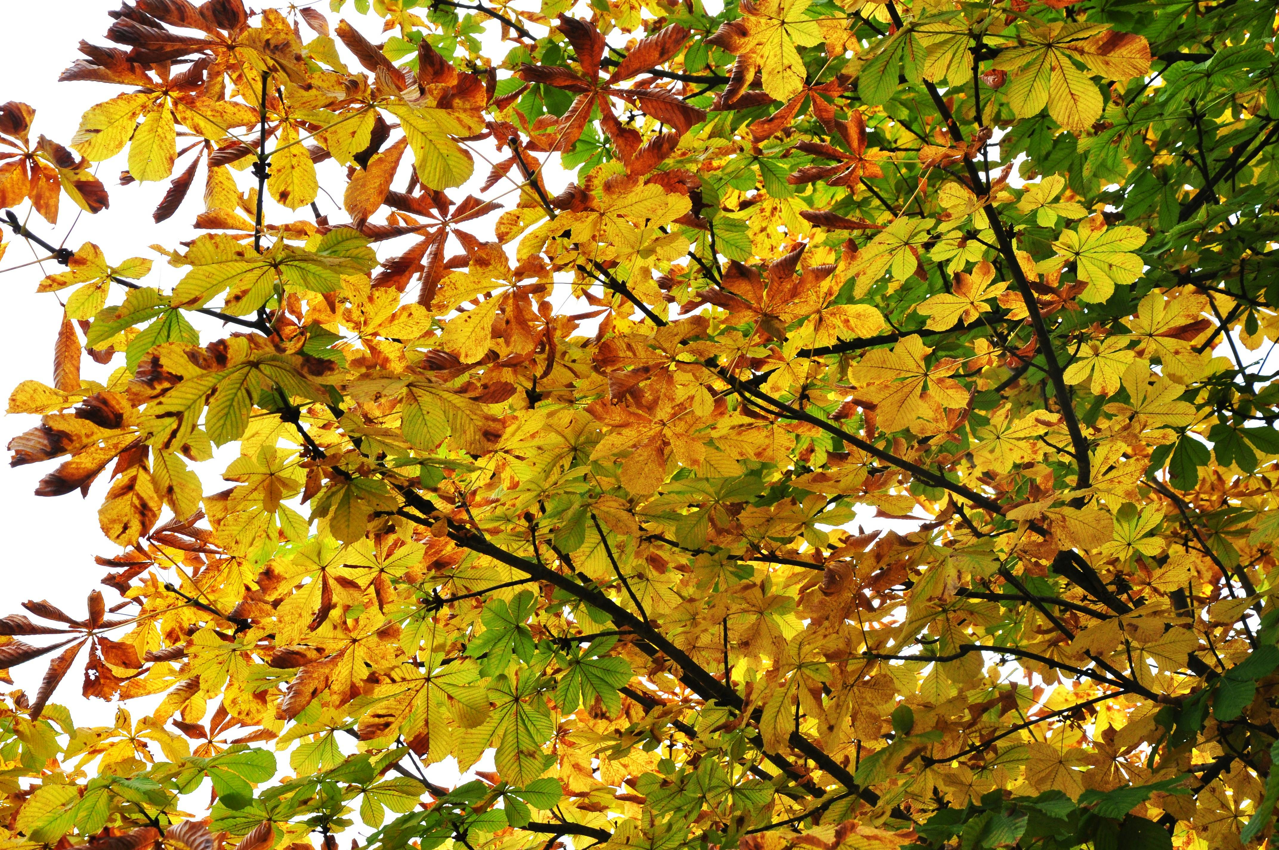 Vibrant Autumn Leaves on Horse Chestnut Tree · Free Stock Photo