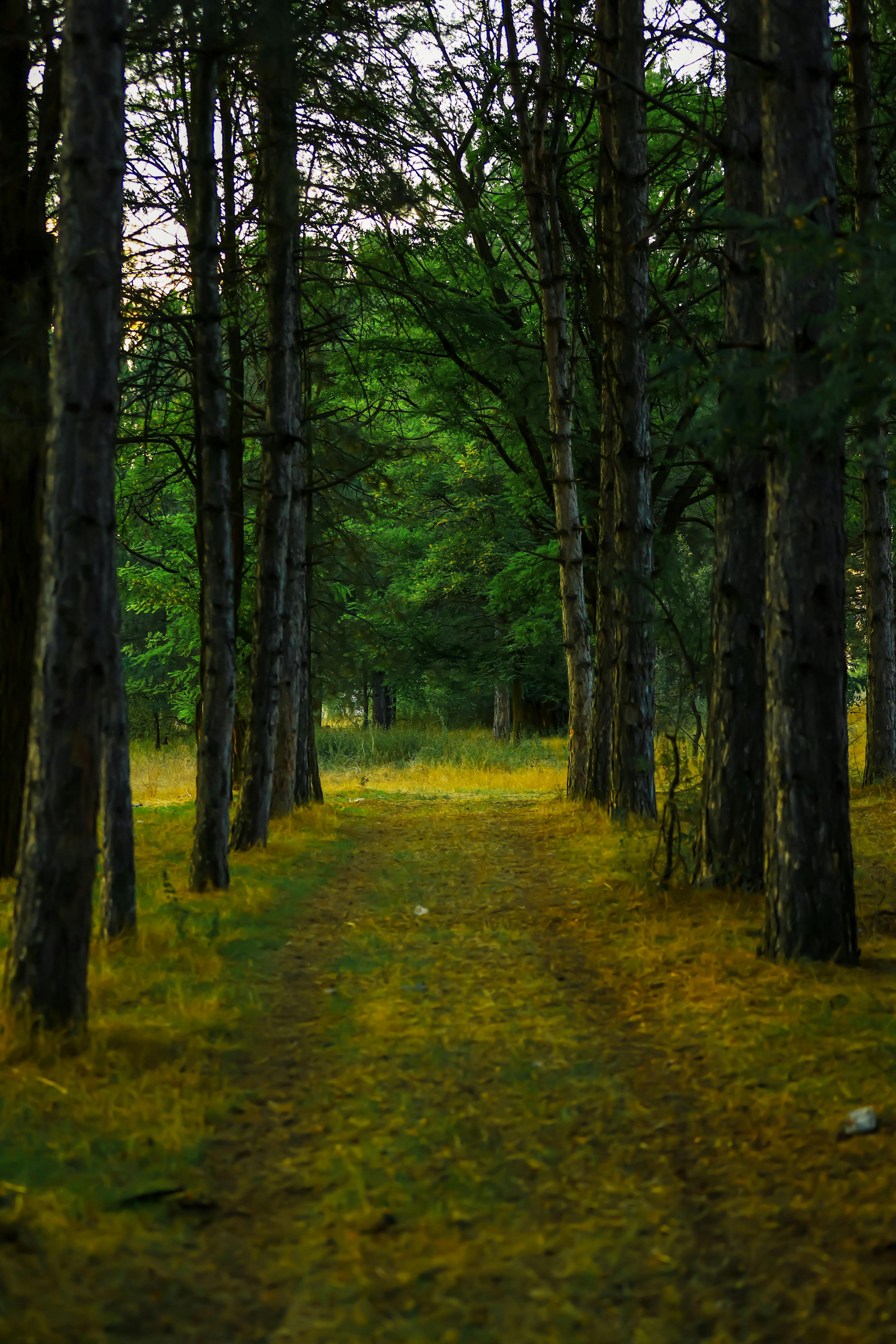 Pathway Forest Photos, Download The BEST Free Pathway Forest Stock ...