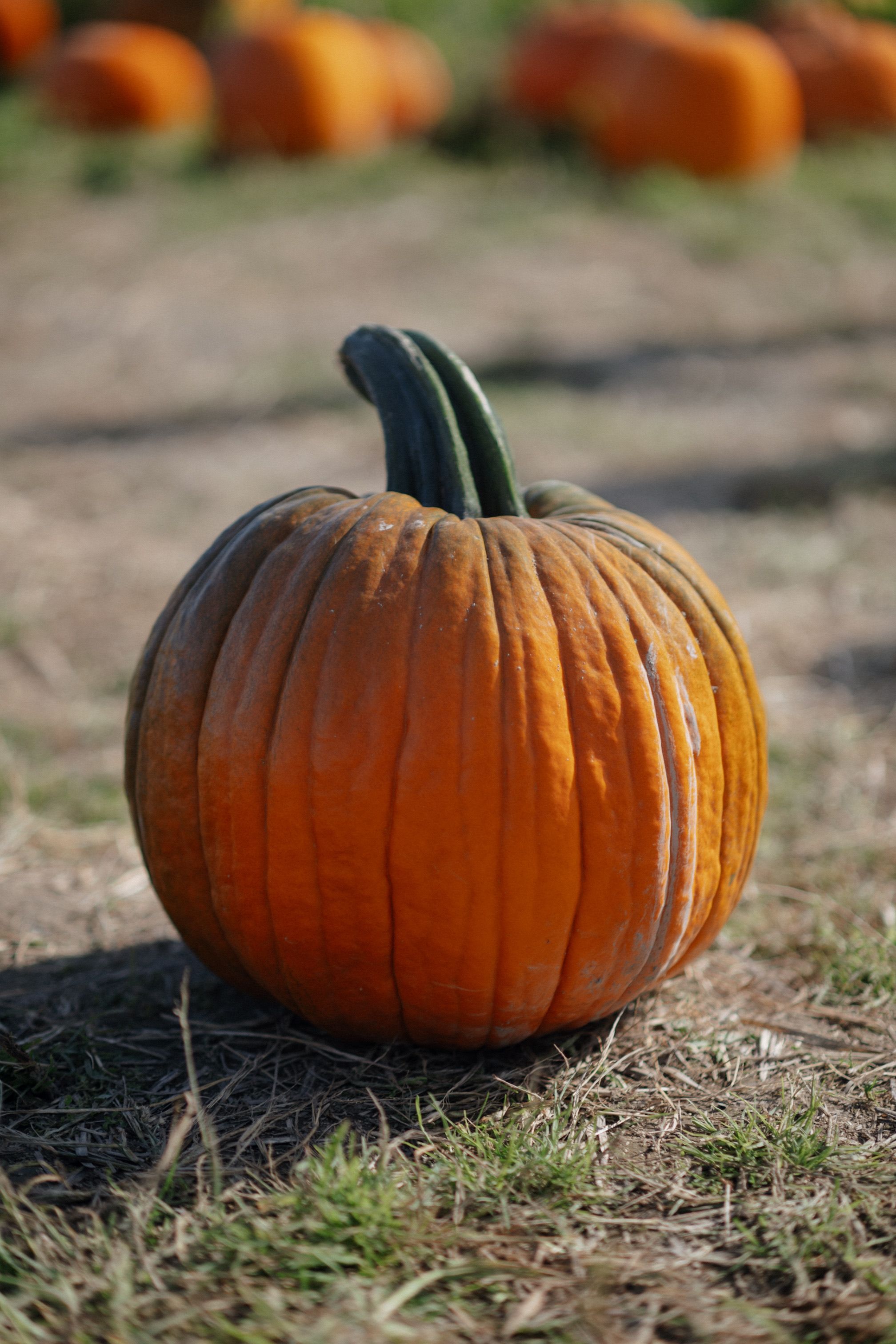Ripe Pumpkin in Seattle's Autumn Sunlight · Free Stock Photo