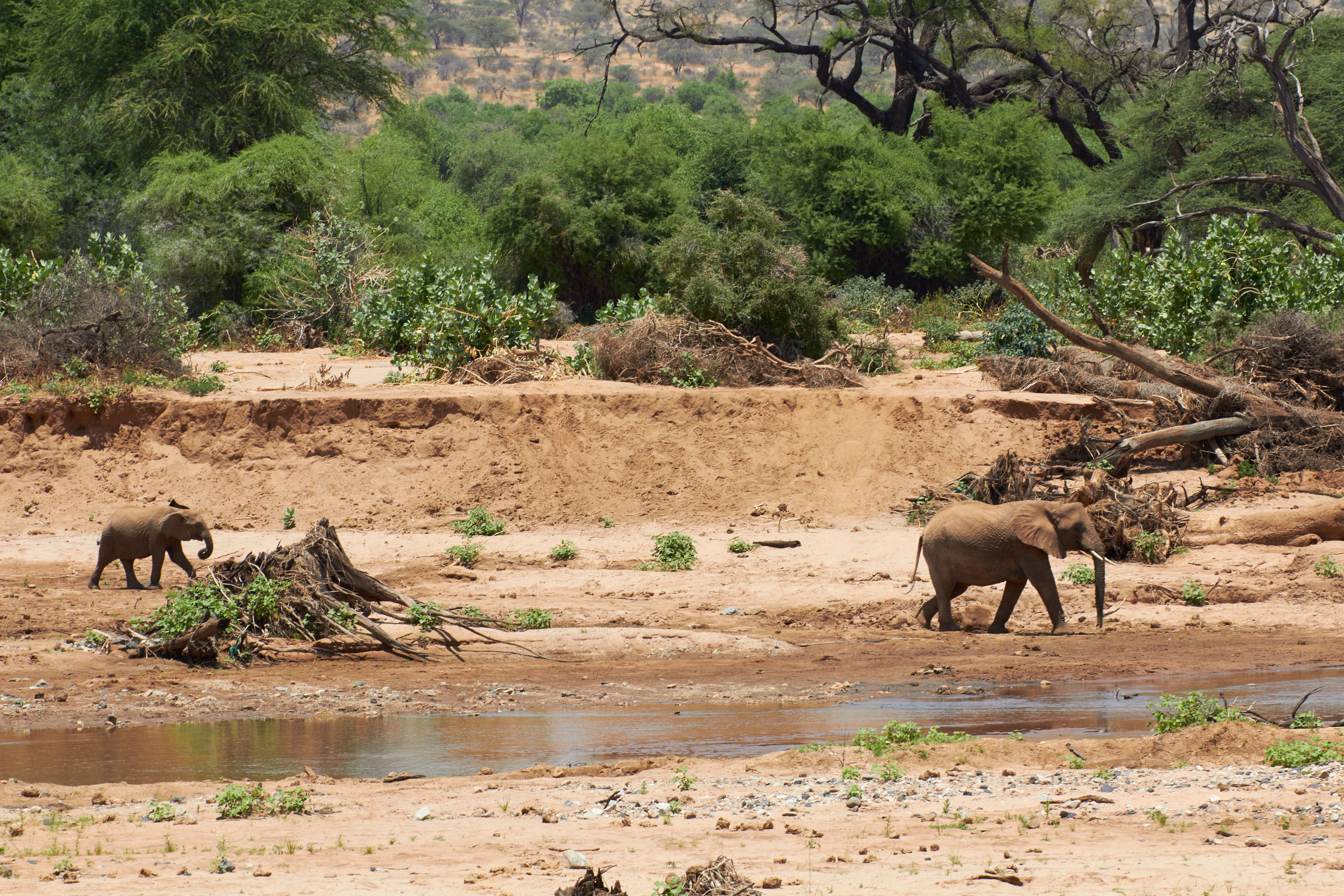 African Elephants Walking in Savanna Landscape · Free Stock Photo