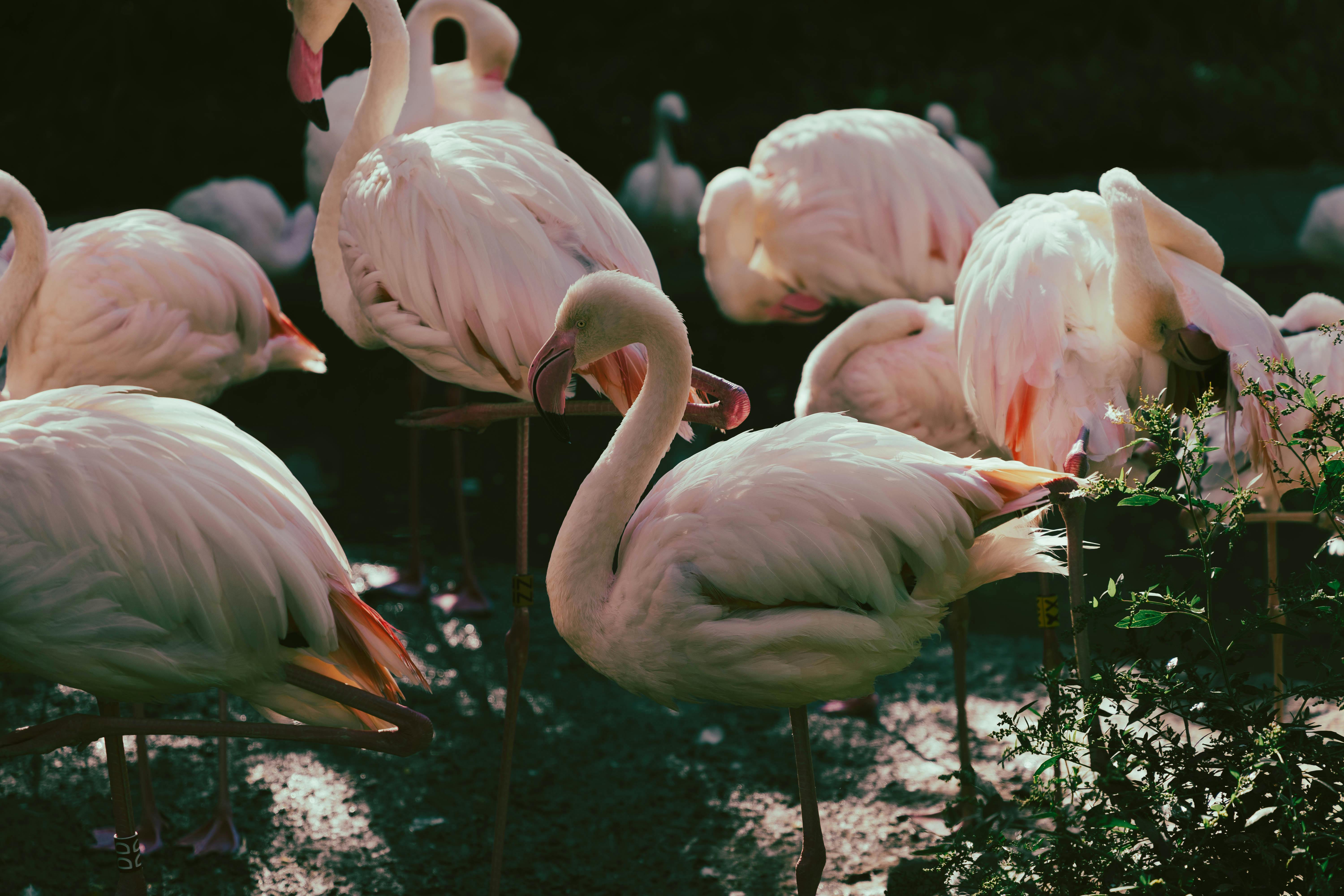 Flamingos Relaxing in Natural Habitat · Free Stock Photo