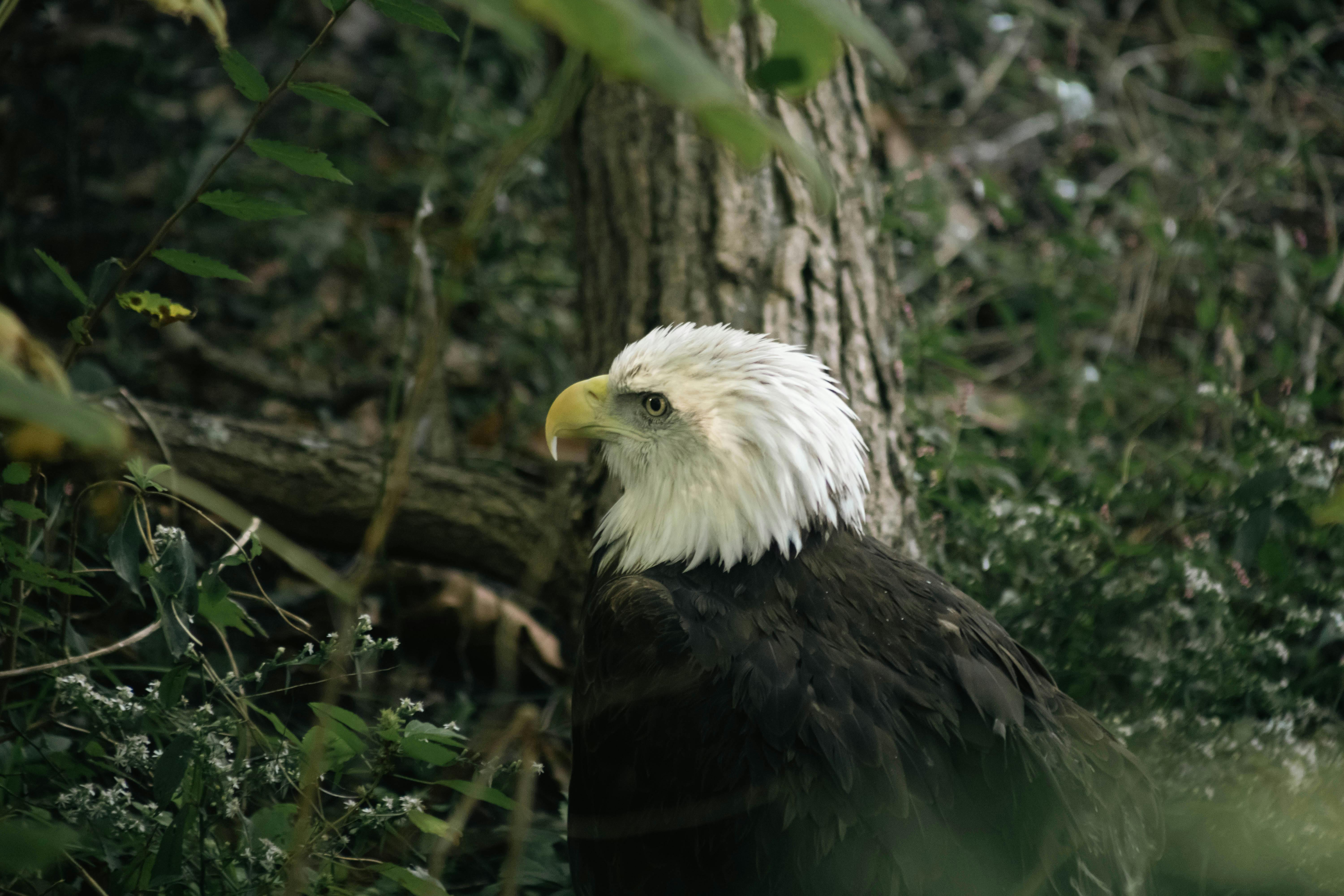 Bald Eagle Perched in Forest Setting · Free Stock Photo