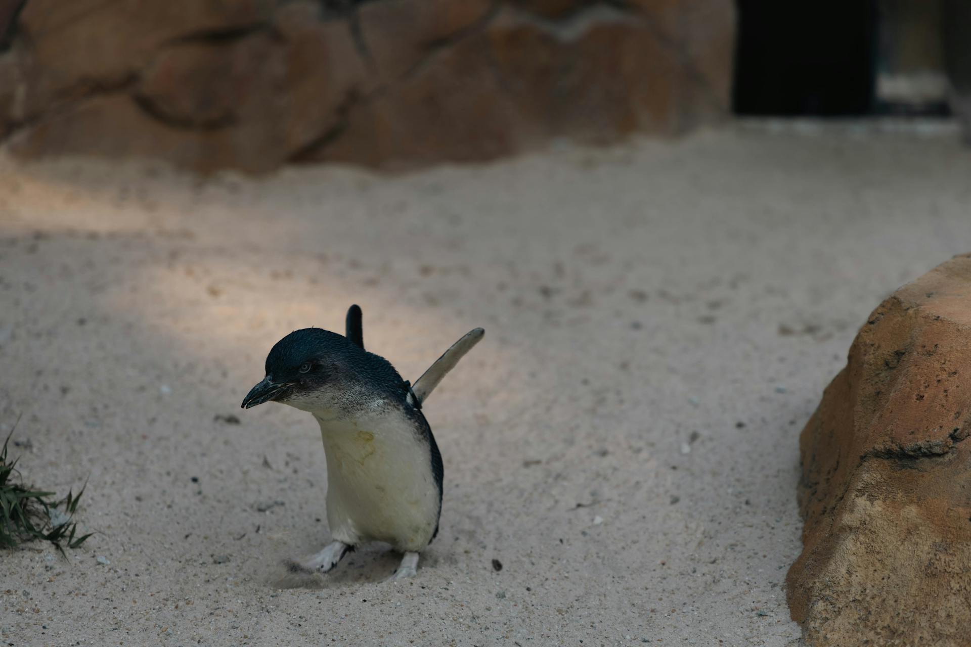 Discover Little Blue Penguin Facts You Need to Know Here