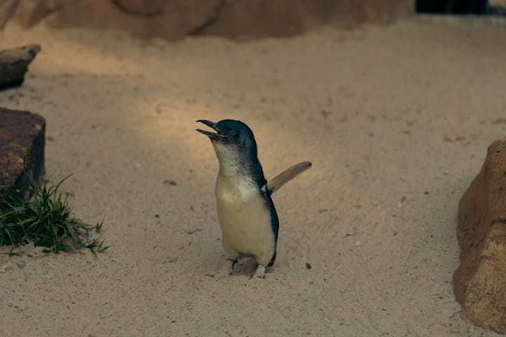 Discovering the Little Blue Penguin: Facts and Habitat