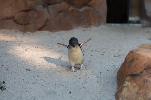 Discovering the Little Blue Penguin: Facts and Habitat