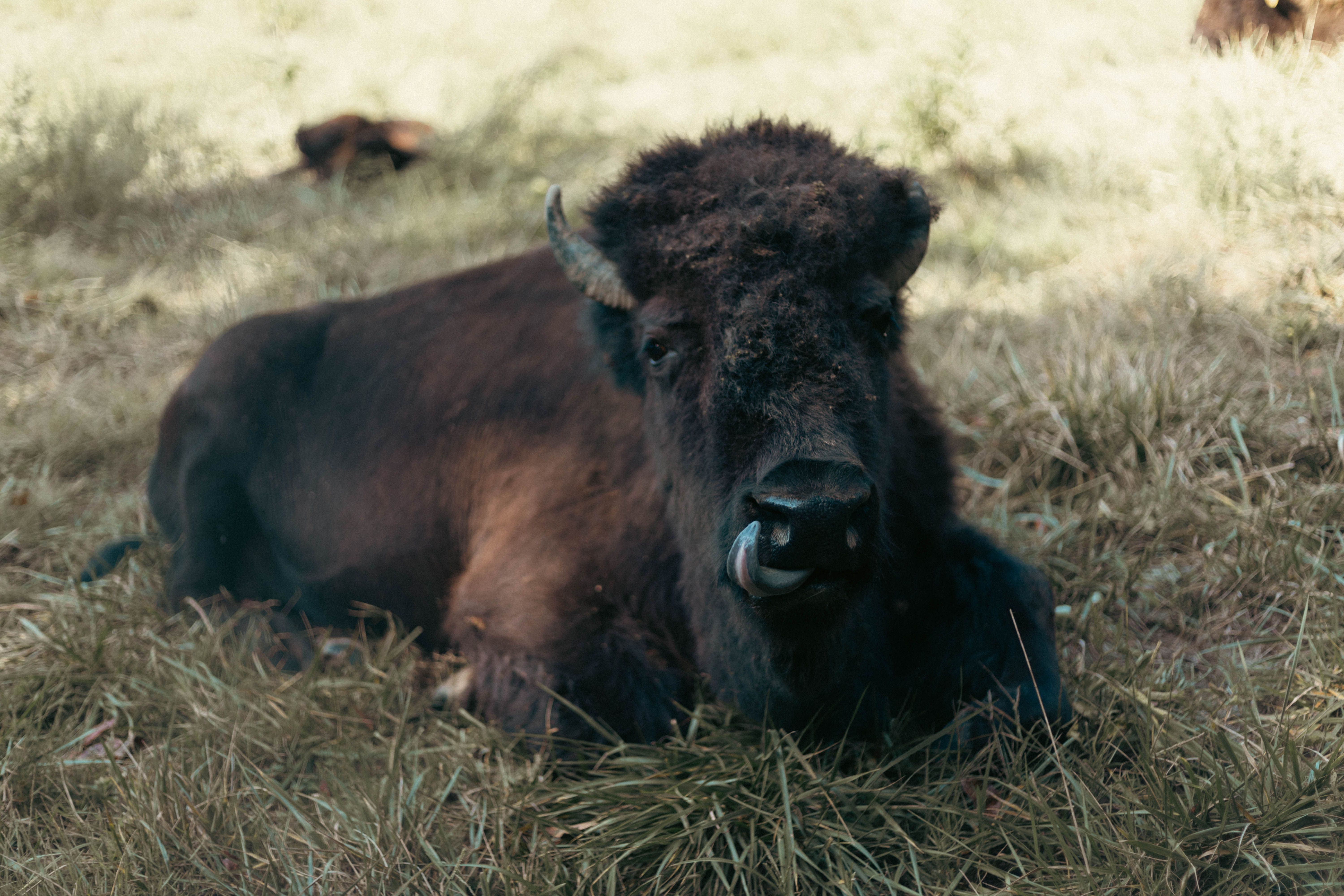 Rachel Bison Photos, Download The BEST Free Rachel Bison Stock Photos ...