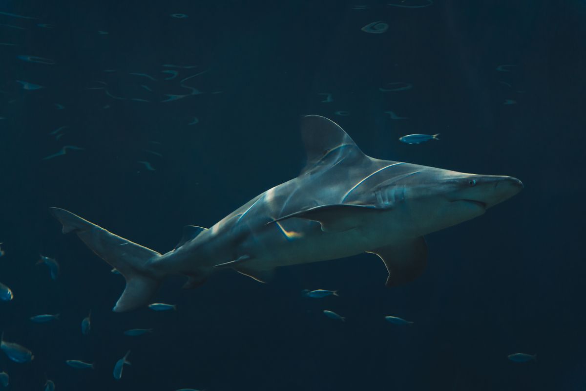 Bull Shark Photos, Download The BEST Free Bull Shark Stock Photos & HD ...