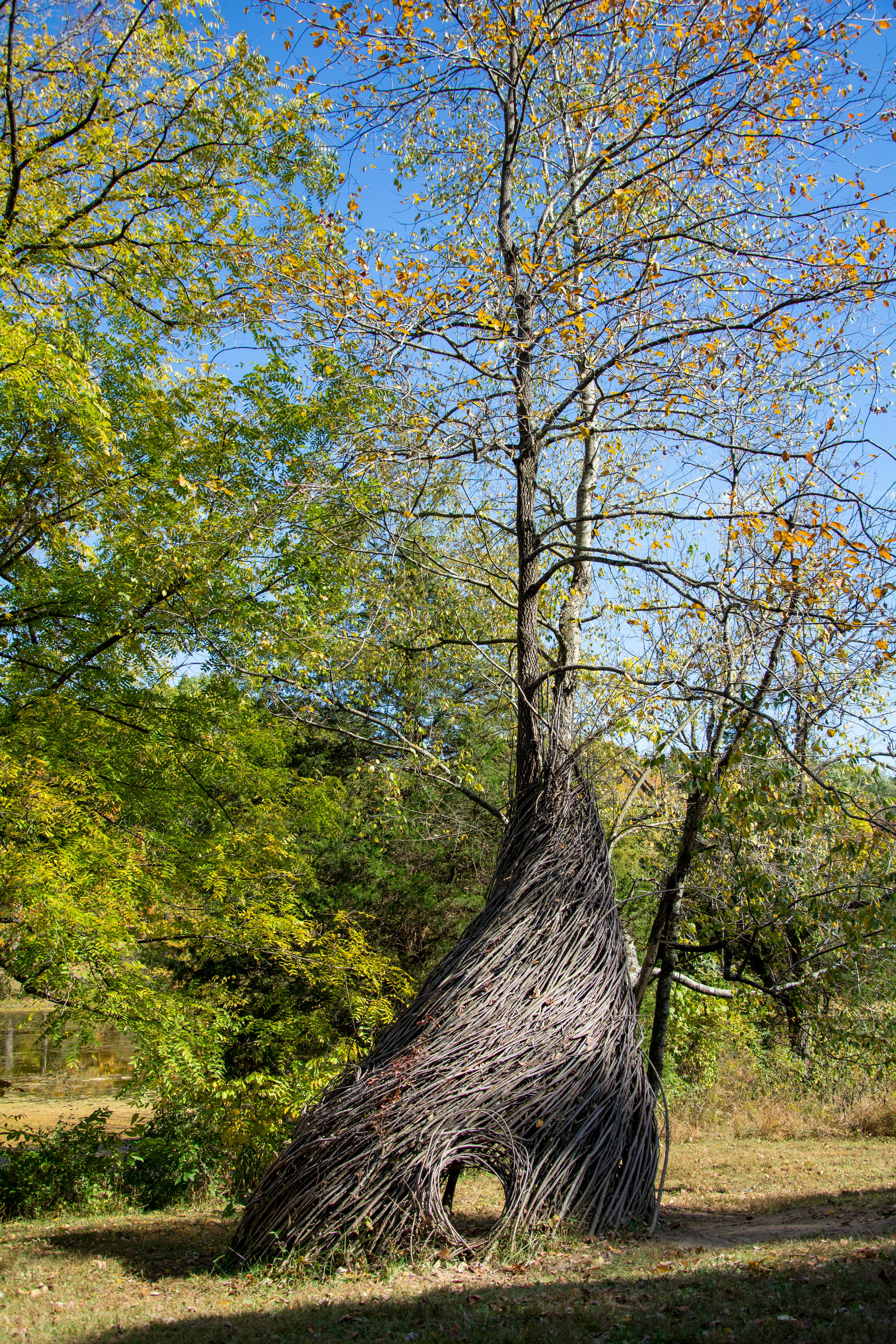 Nature Art Installation in Autumn Park · Free Stock Photo