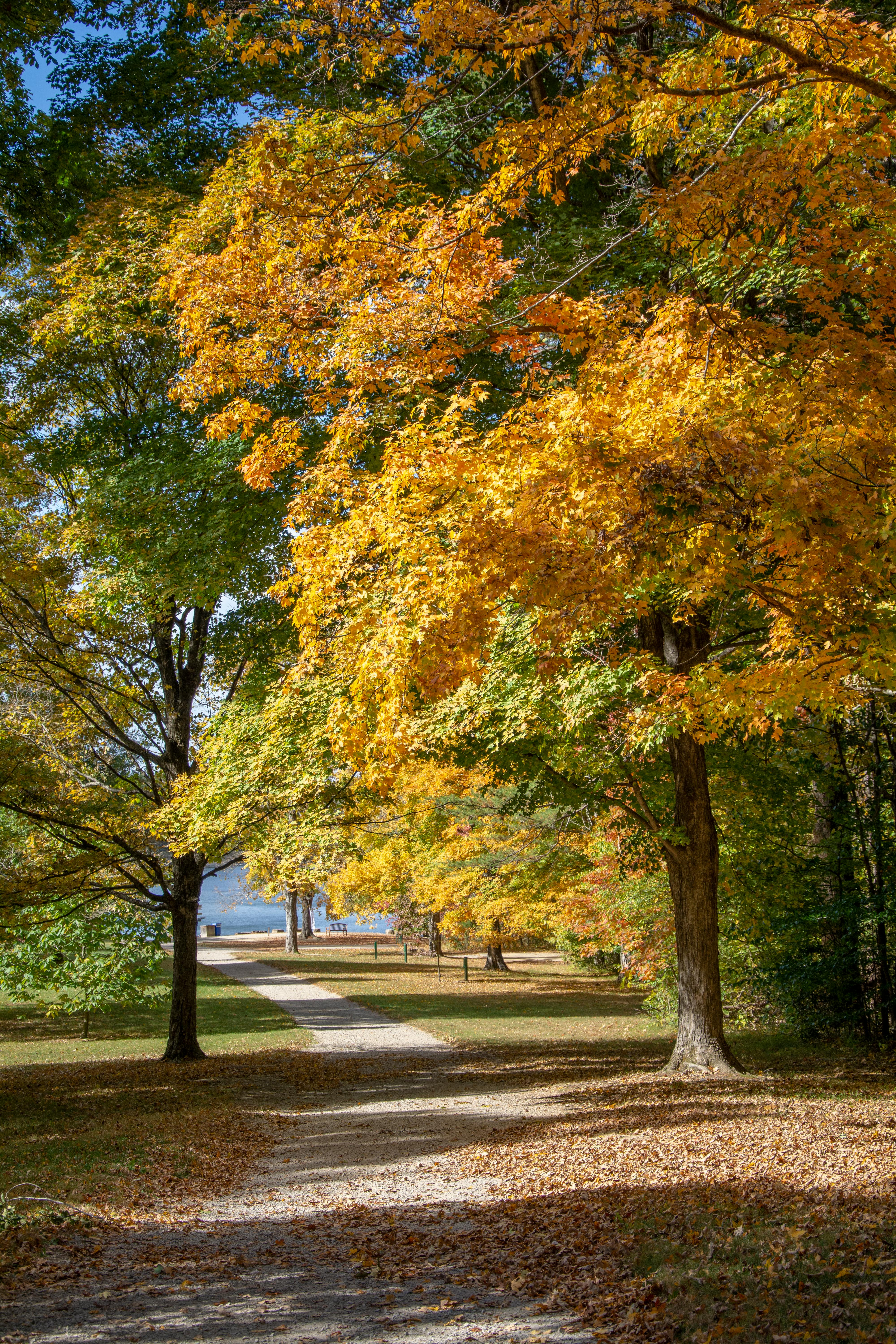 Autumn Pathway Through Golden Maple Trees · Free Stock Photo
