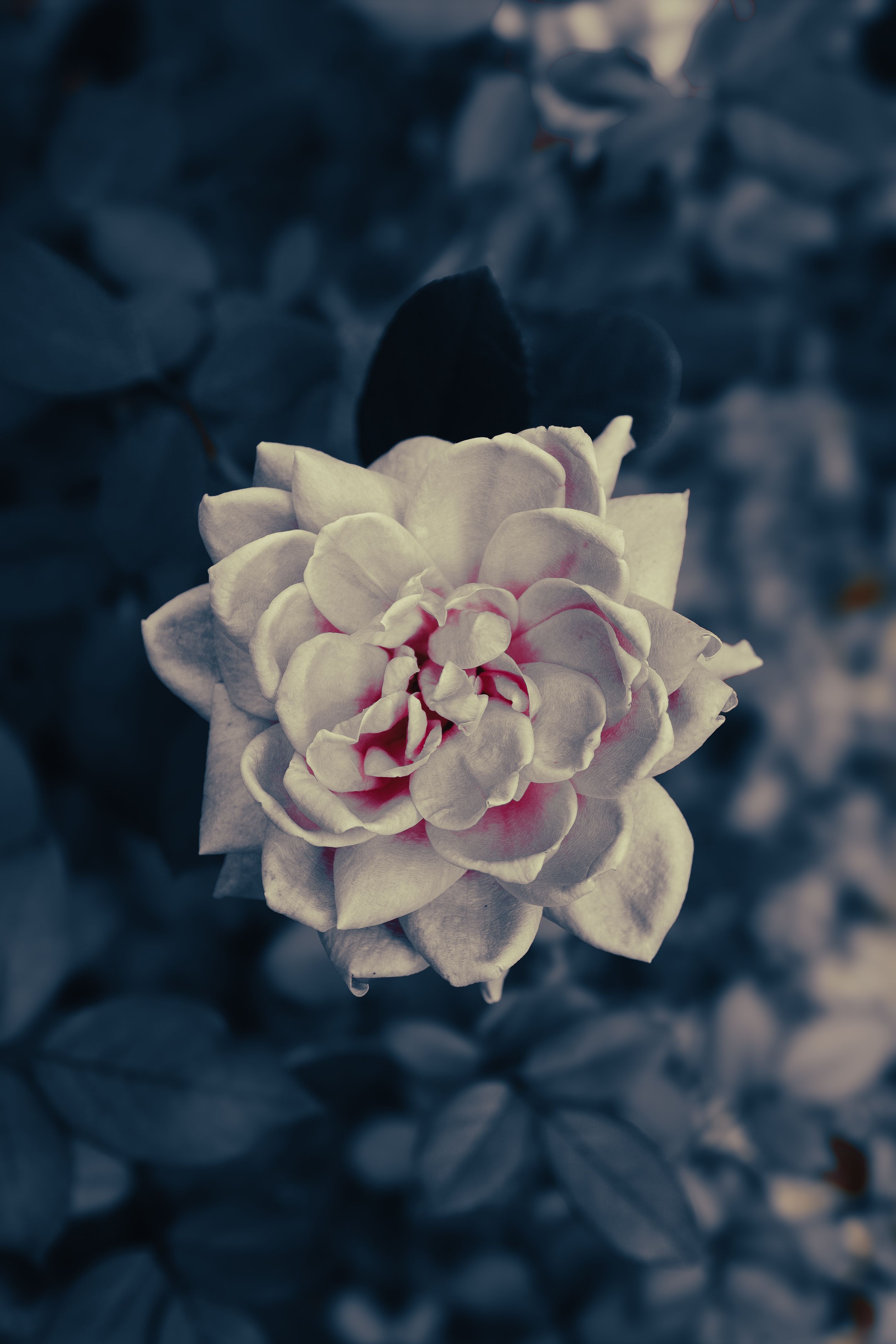 Moody White Rose with Muted Background · Free Stock Photo