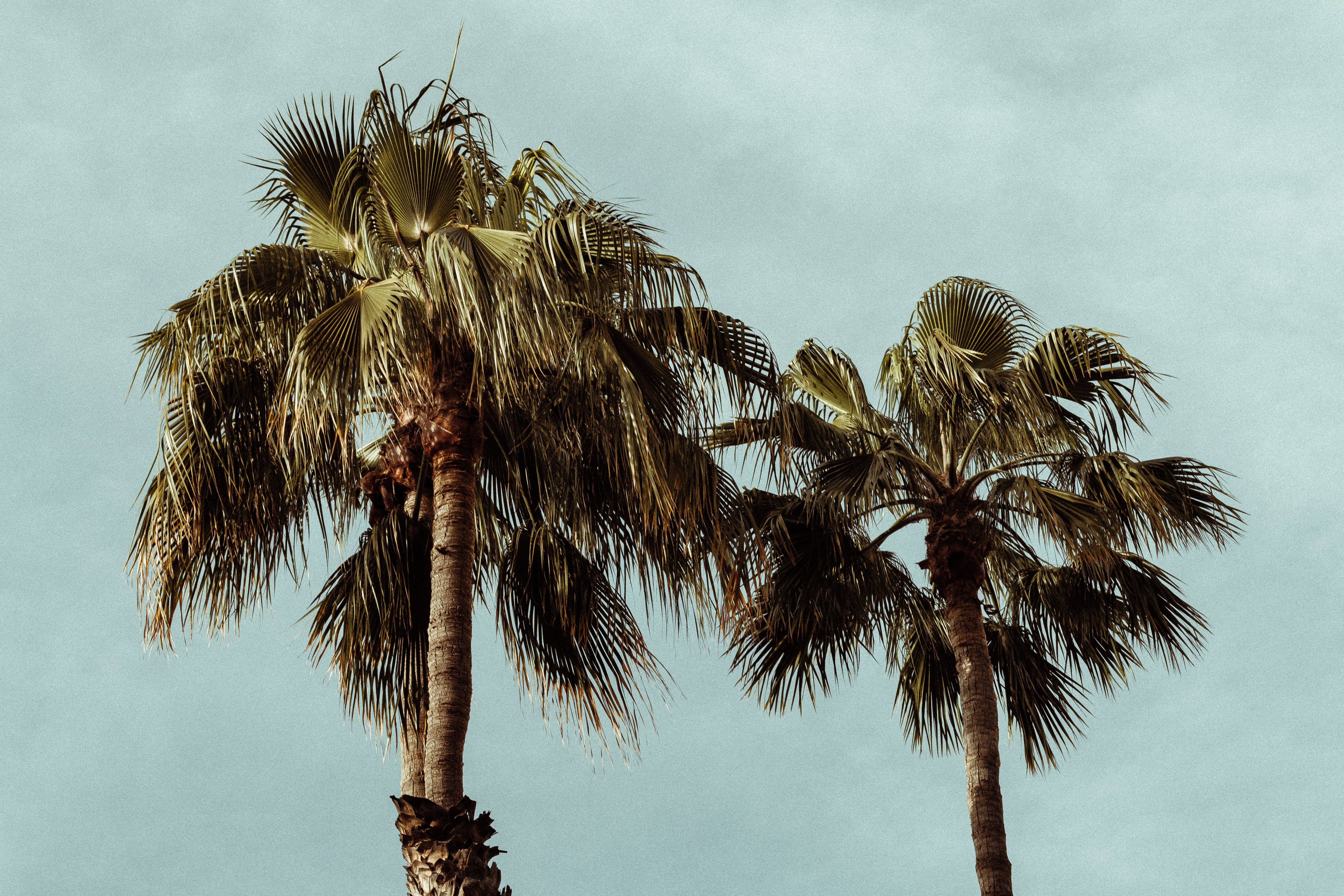 Two Coconut Trees · Free Stock Photo