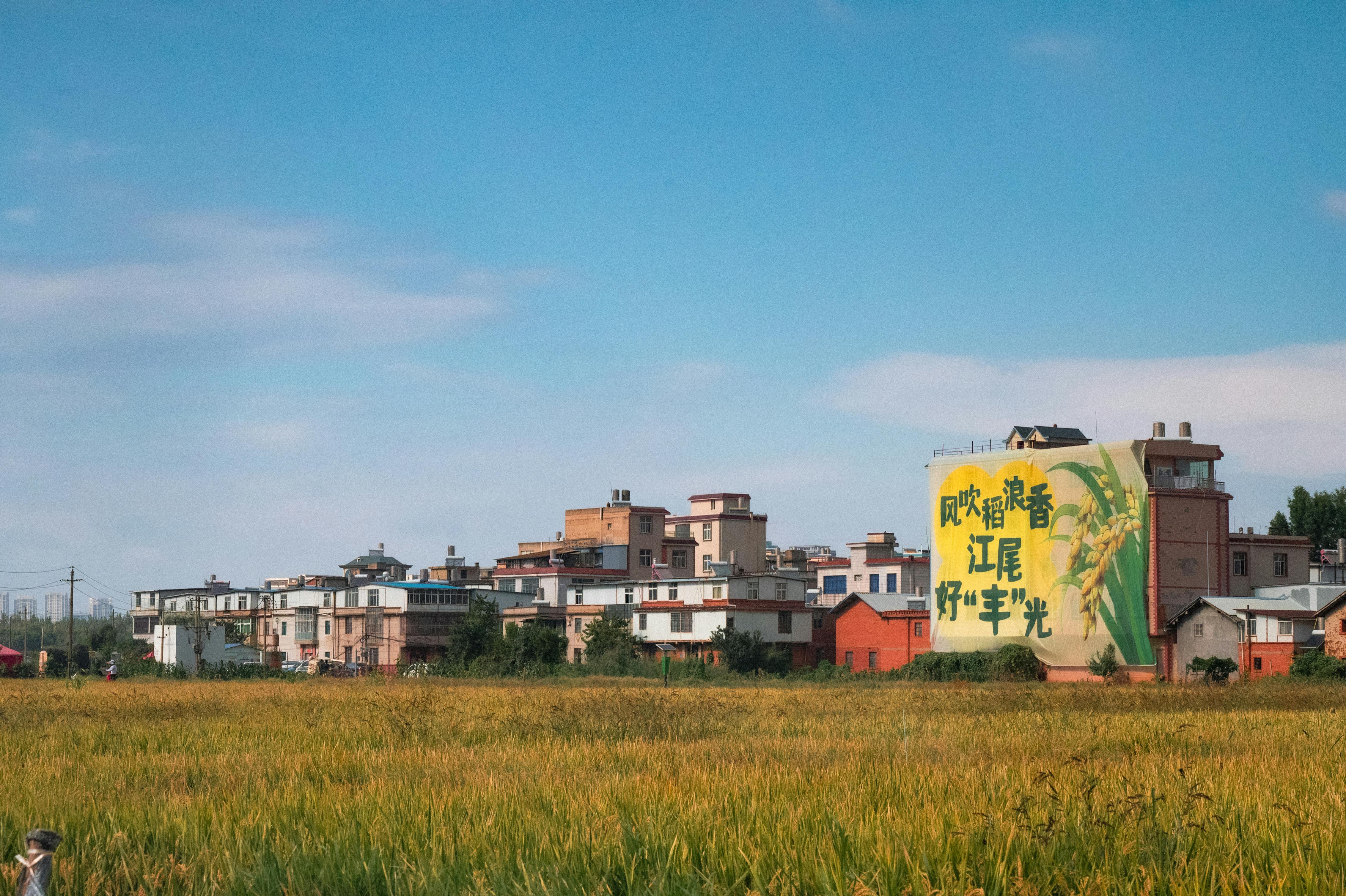 Suburban Landscape with Rice Field and Billboard · Free Stock Photo