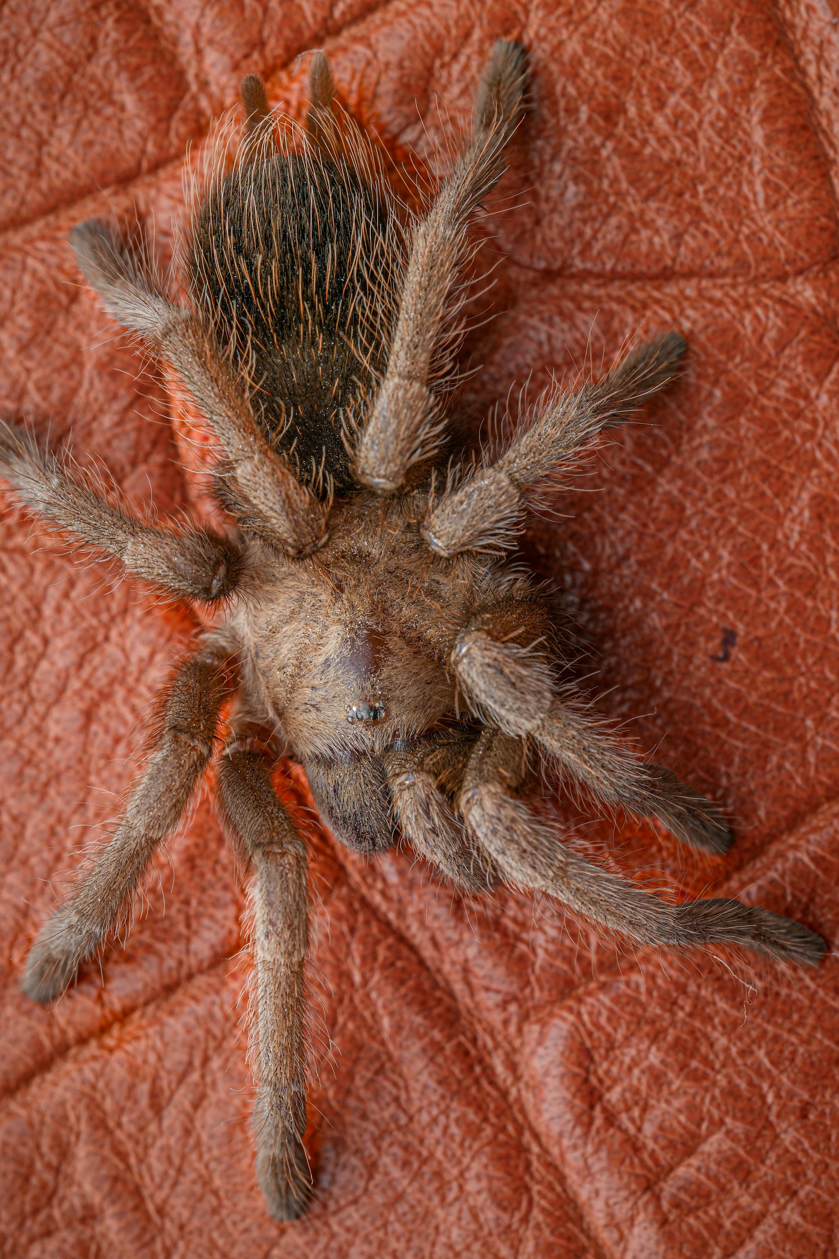 Person Holding Black and Brown Tarantula · Free Stock Photo