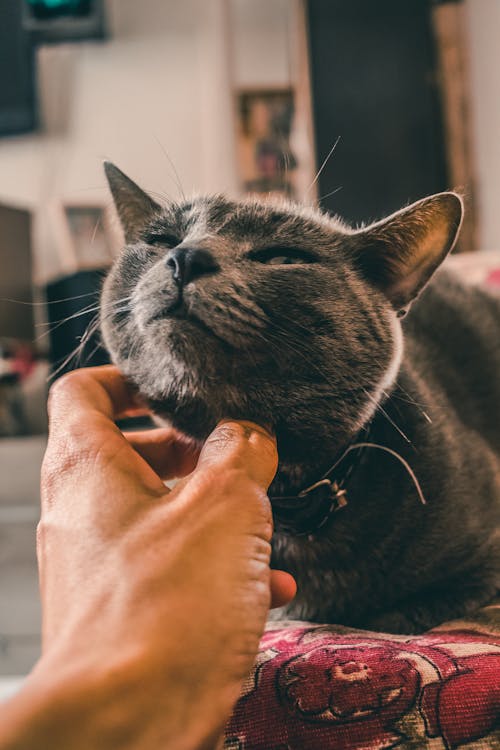 Over a Thousand Adorable Cat Pictures · Pexels · Free Stock Photos Over a Thousand Adorable Cat Pictures · Pexels · Free Stock Photos