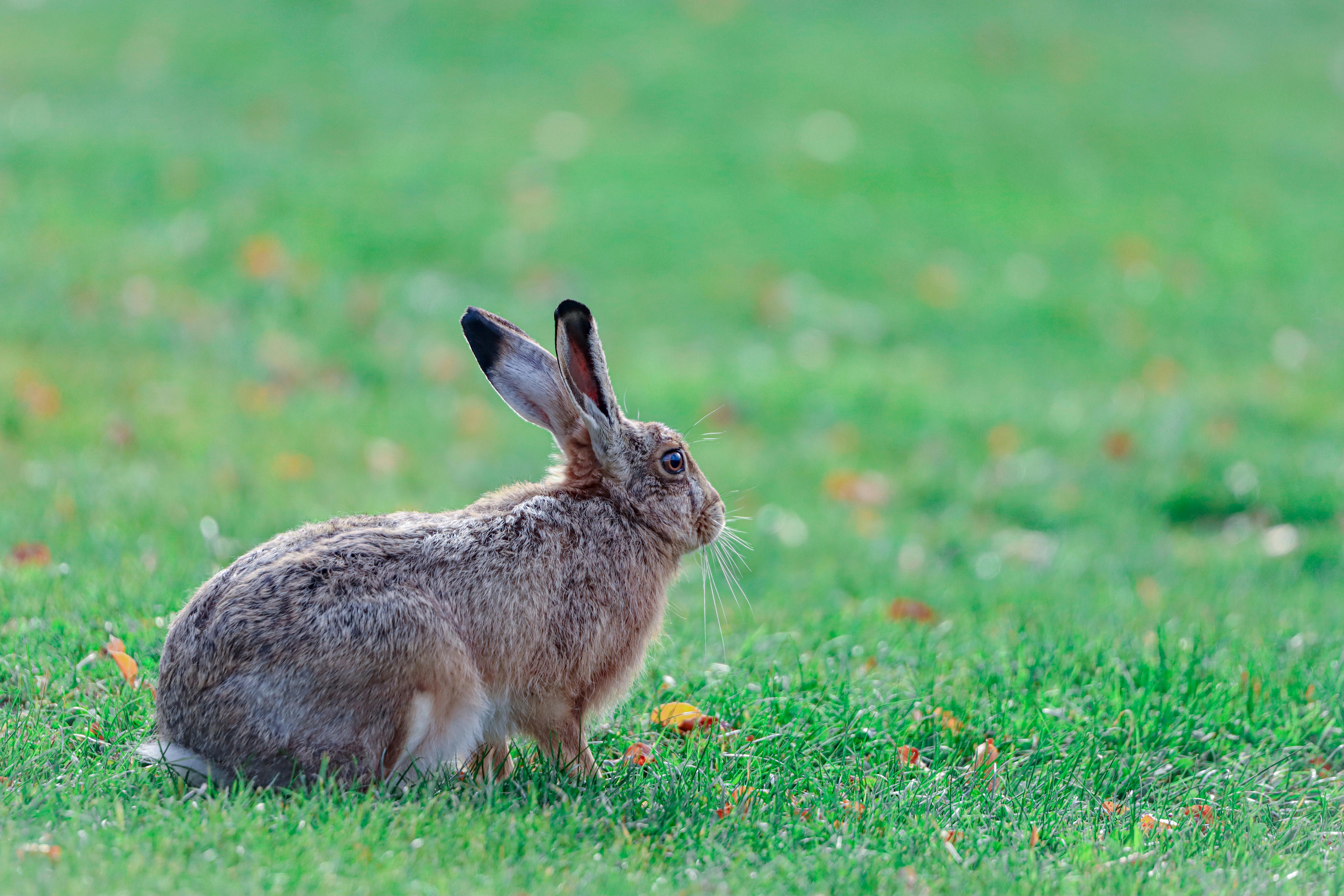 Wild Rabbit on Grassy Field in Sweden · Free Stock Photo