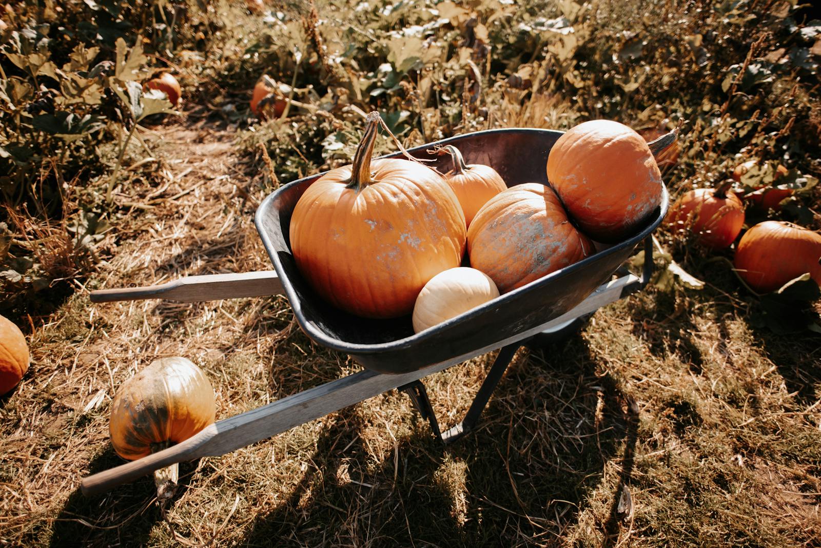 Wheelbarrow Photos, Download The BEST Free Wheelbarrow Stock Photos ...