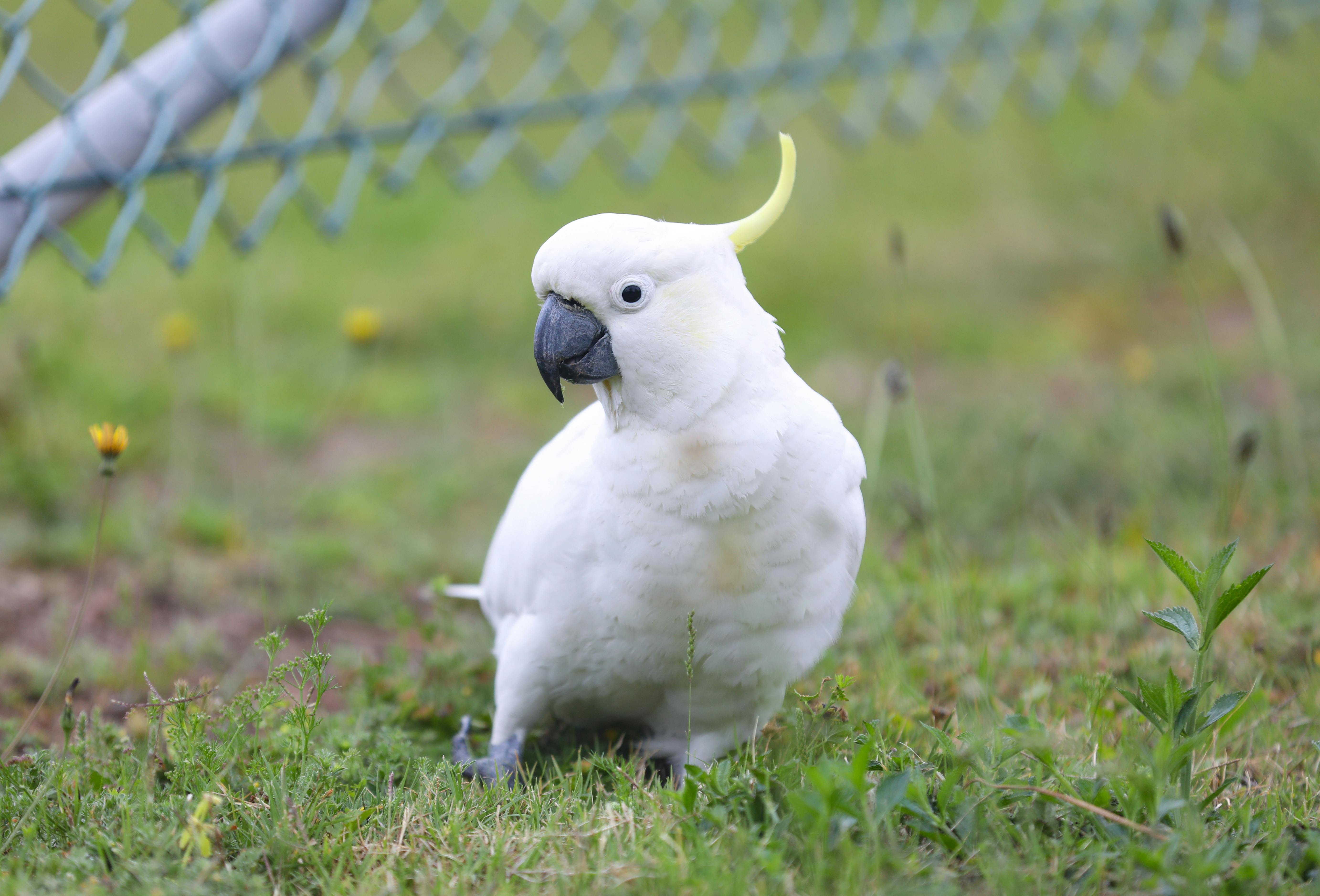 Cocktail Birds Photos, Download The BEST Free Cocktail Birds Stock ...