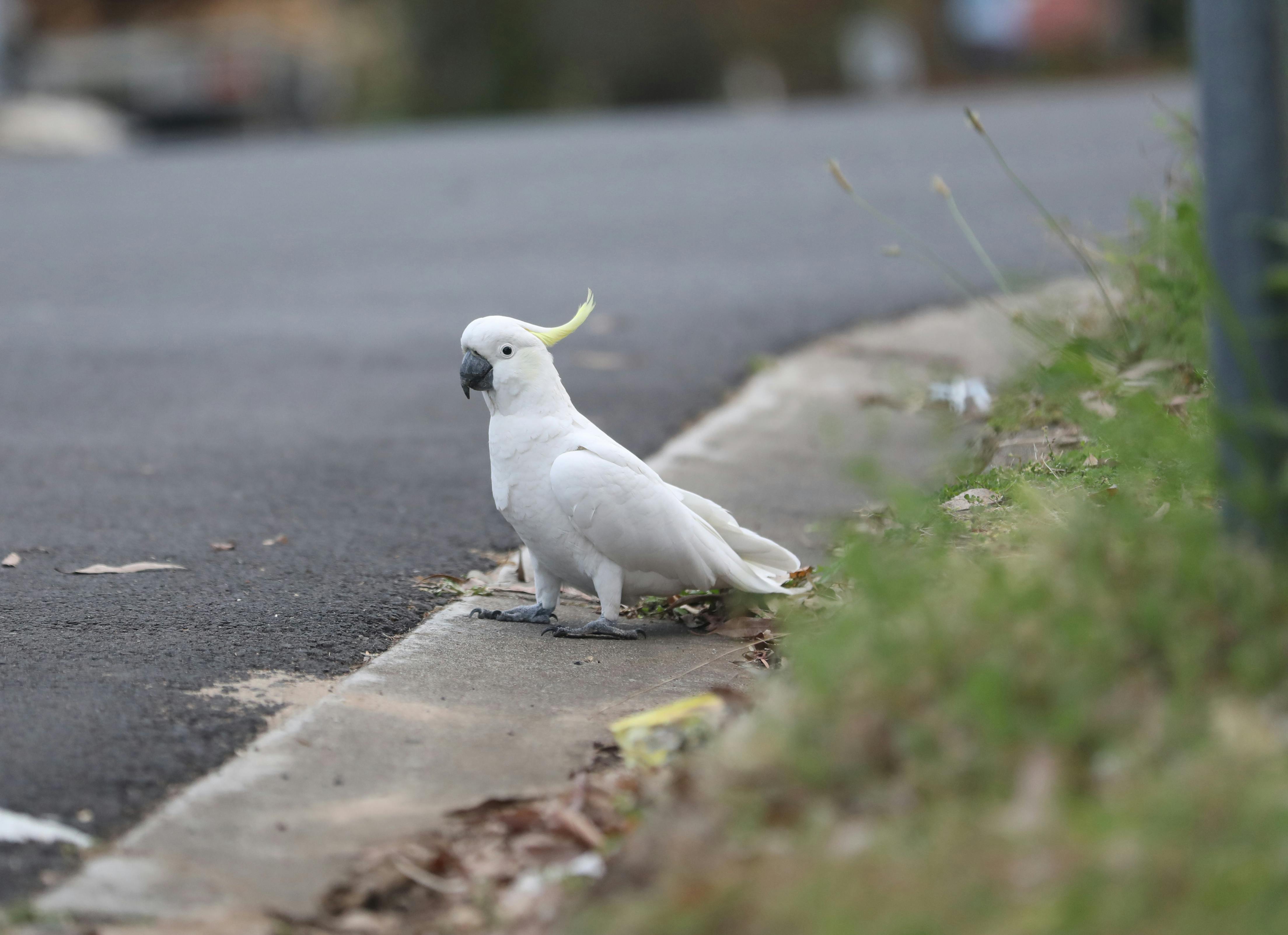 White Cockatoo Walking Along Urban Street · Free Stock Photo